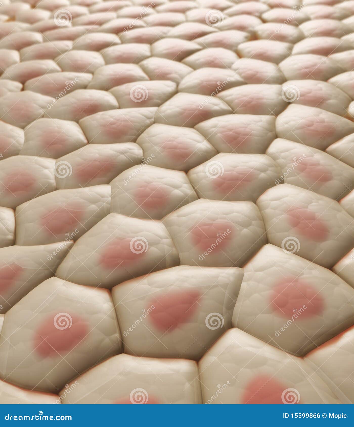 Skin tissue stock illustration. Illustration of human - 15599866