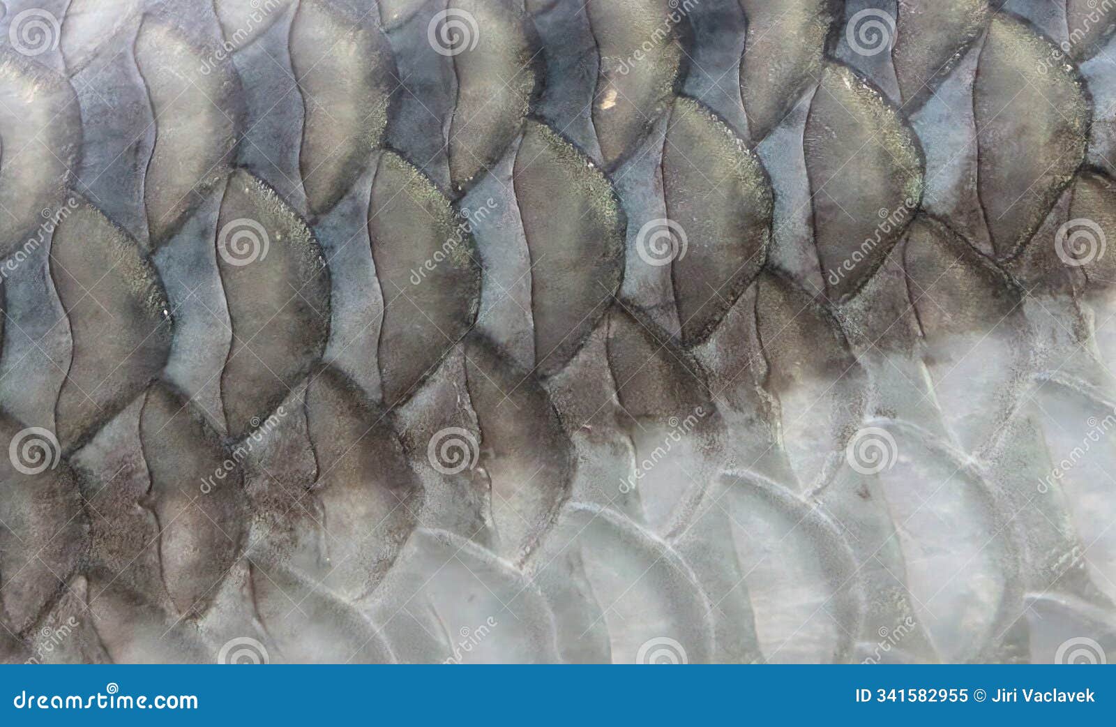 Skin of tor putitora fish stock image. Image of fauna - 341582955