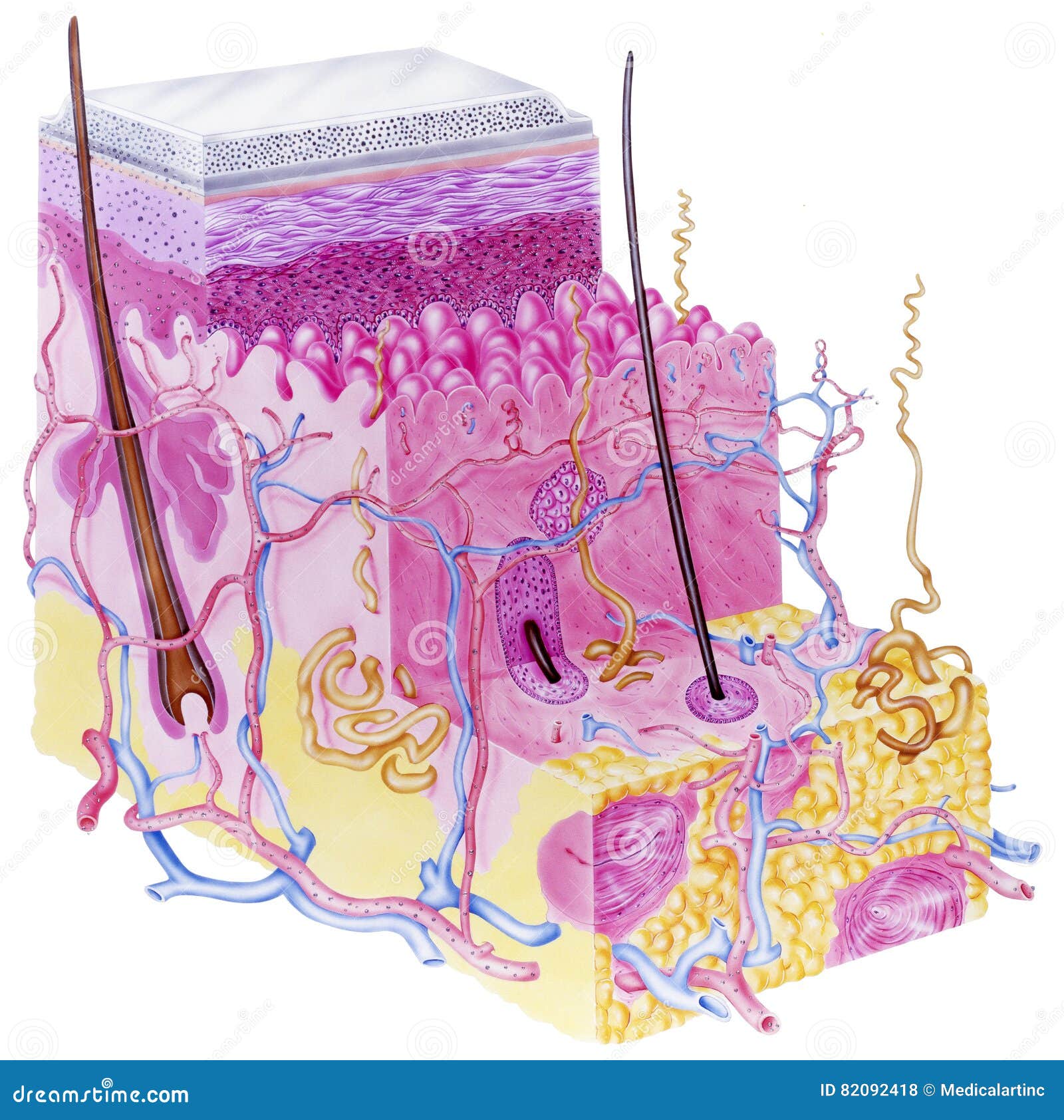 Skin - Transdermal Patch Medication Molecule Diffusion through Layers ...