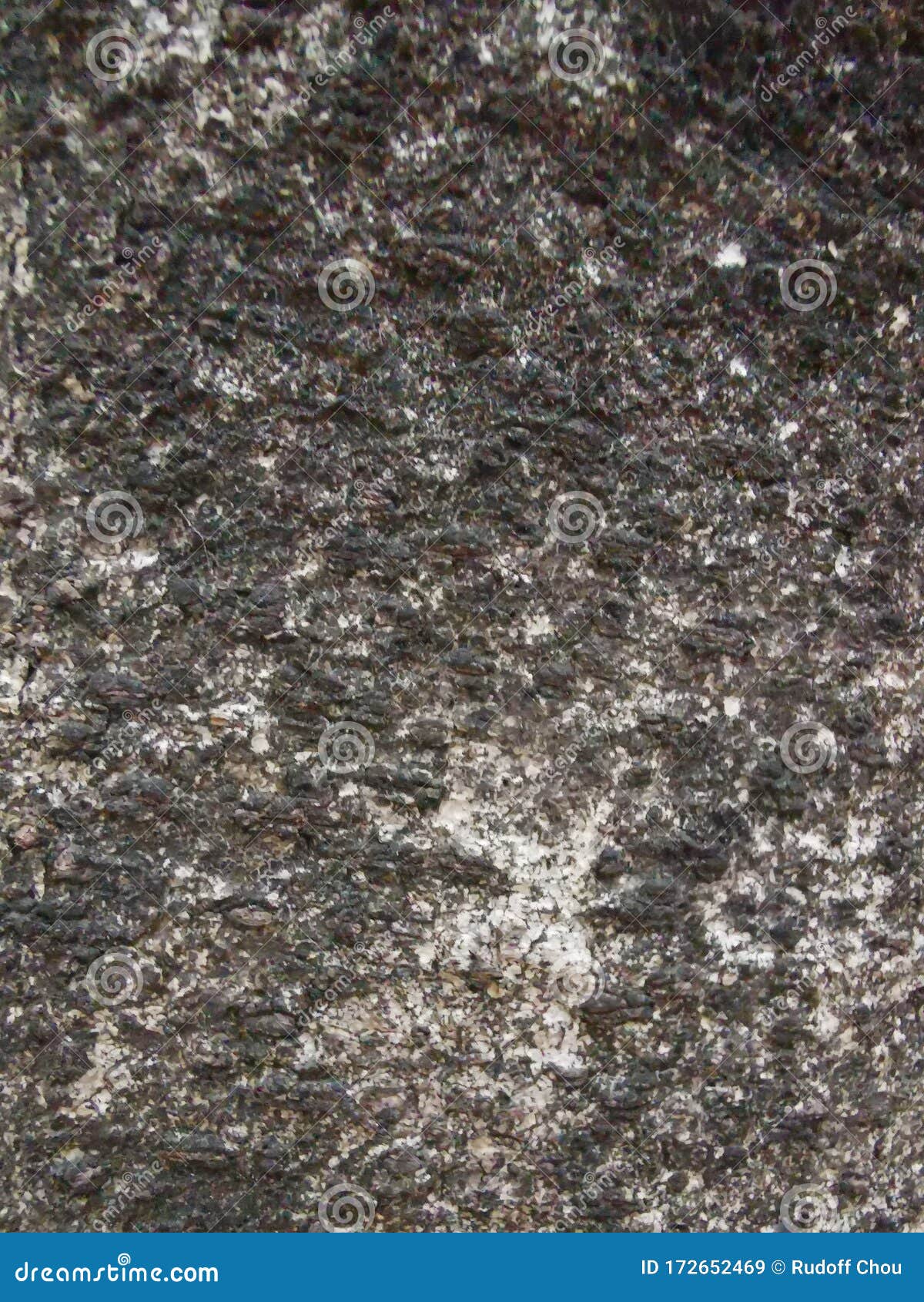 Skin of tree stock image. Image of tree, original, skin - 172652469