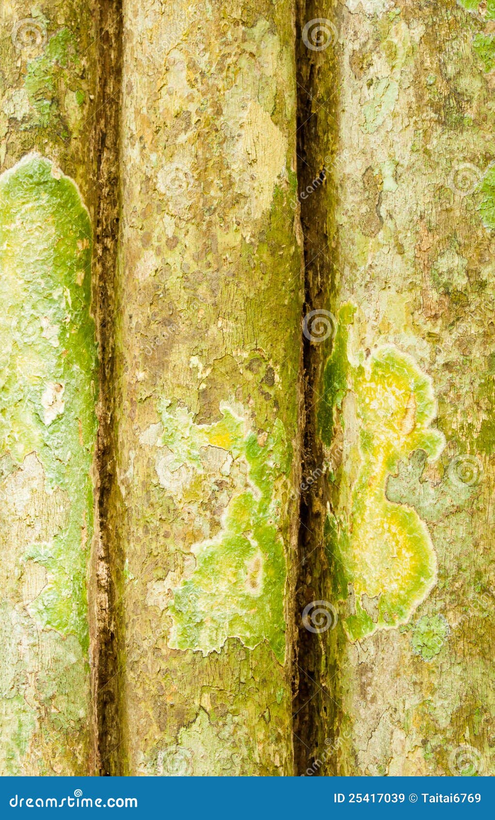 The skin of tree stock image. Image of wood, arbor, woods - 25417039