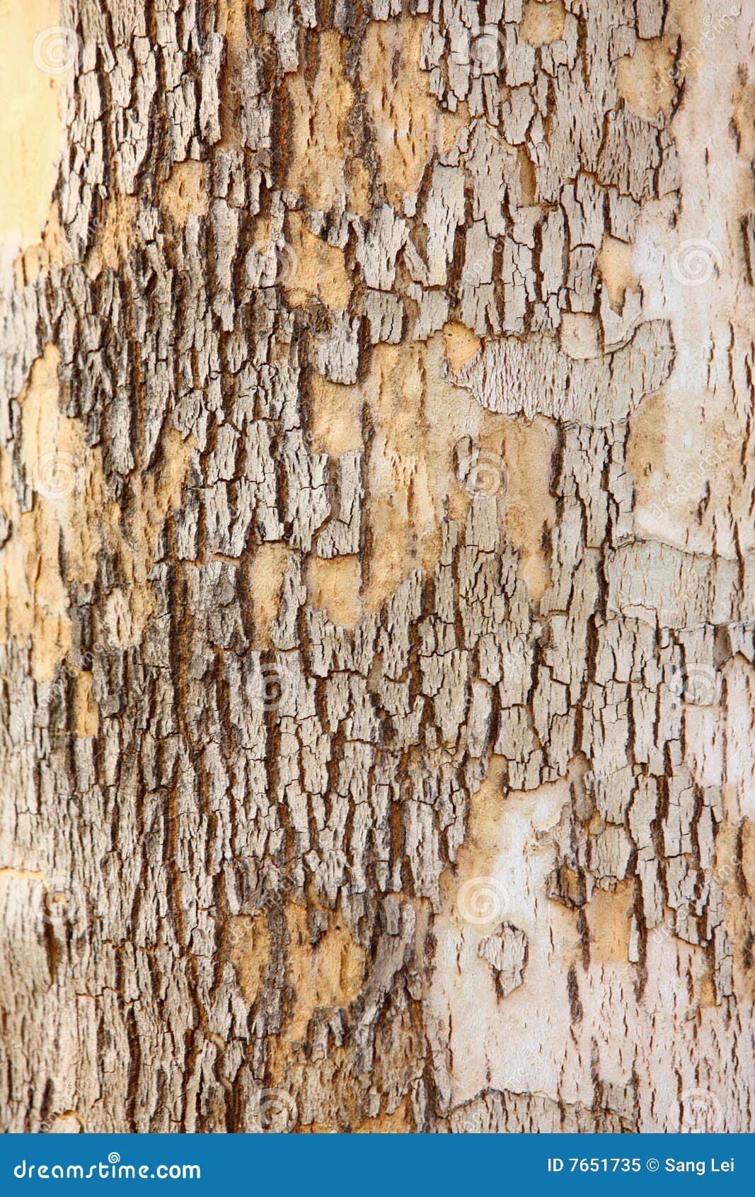 Skin of tree stock image. Image of tree, season, autumn - 7651735