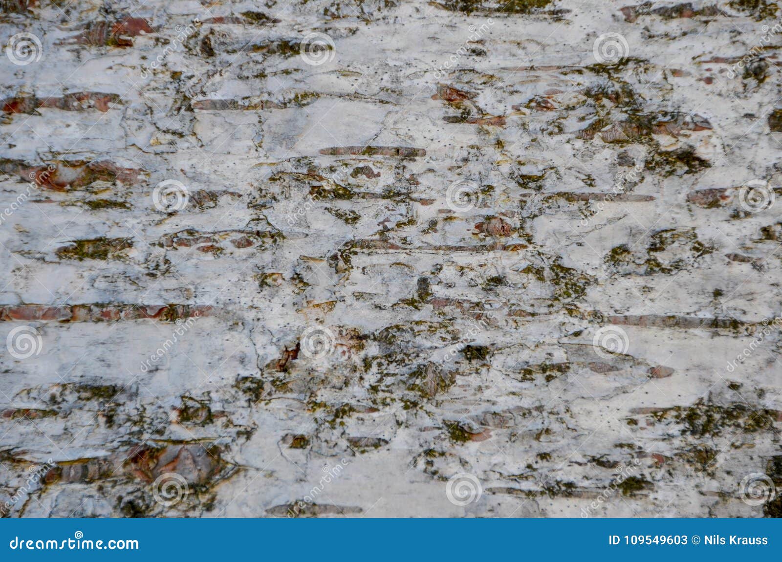 Birch Bark Structure - Tree Skin Stock Image - Image of brich, skin ...