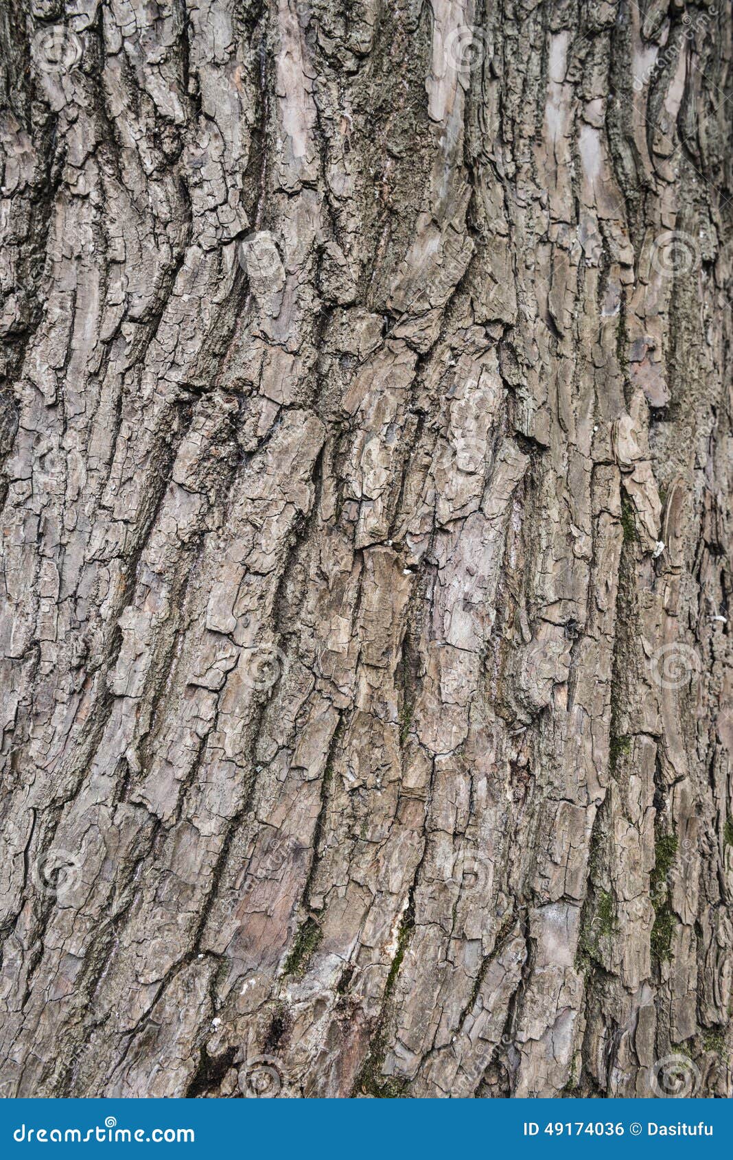 Skin of tree stock photo. Image of aged, hard, grain - 49174036