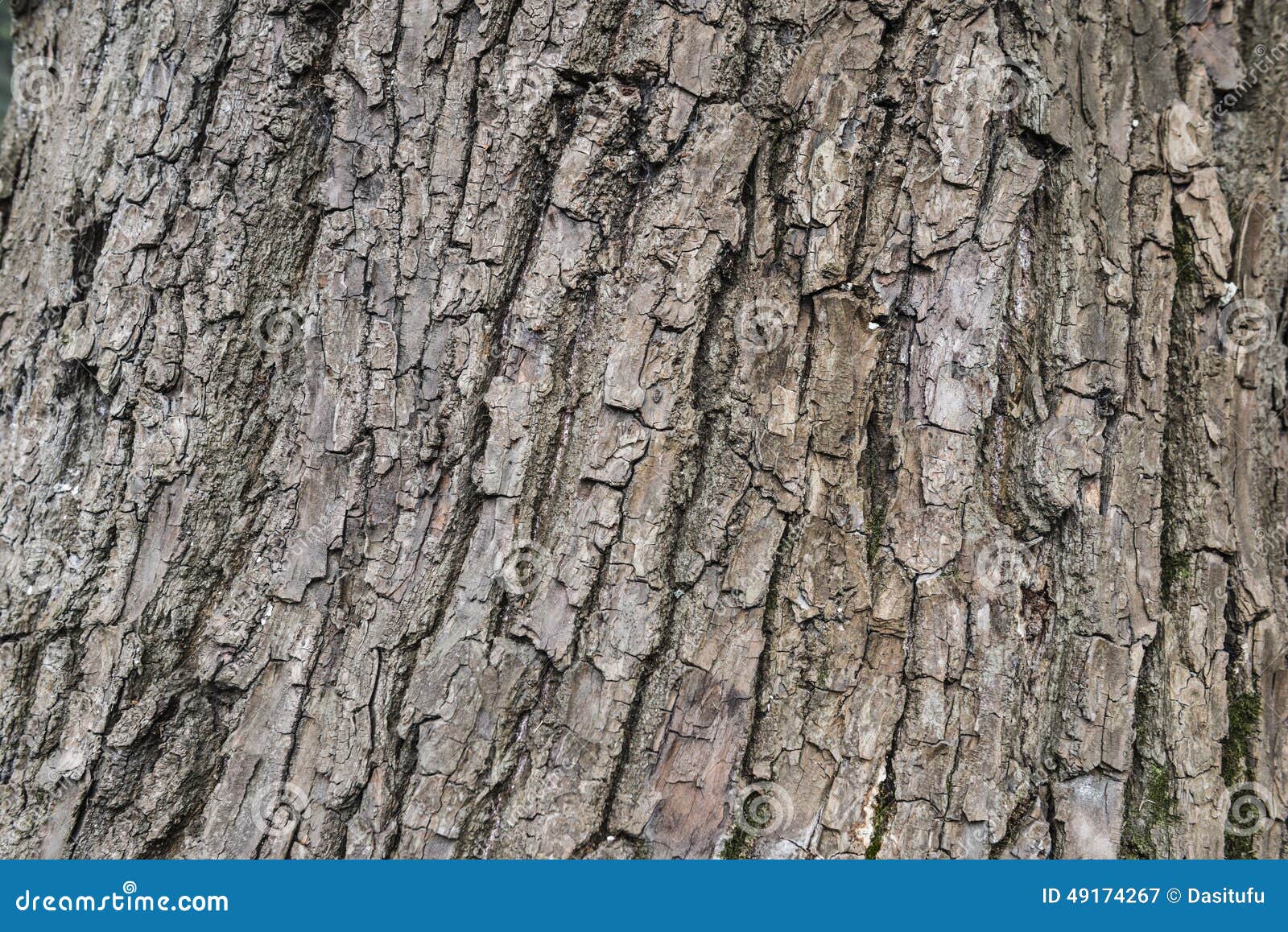 Skin of tree stock image. Image of grain, vein, closeup - 49174267