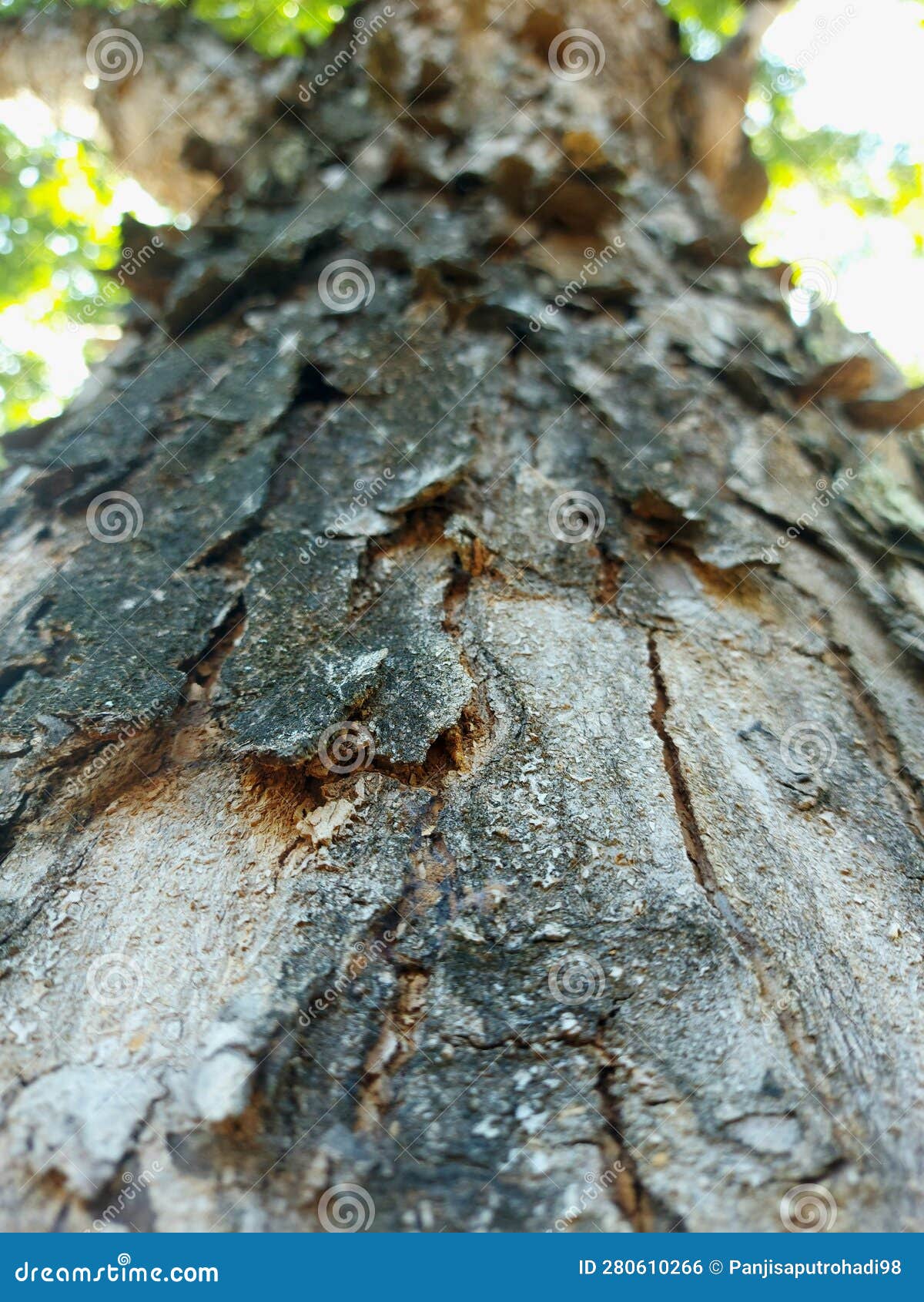 Skin of Tree from the Closeup View #2 Stock Photo - Image of trunk ...