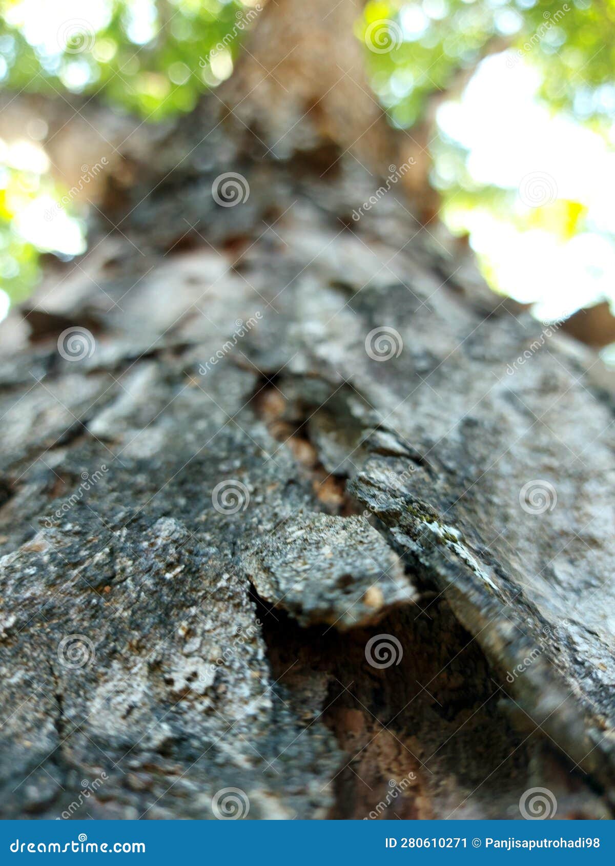 Skin of Tree from the Closeup View Stock Image - Image of wood, antique ...