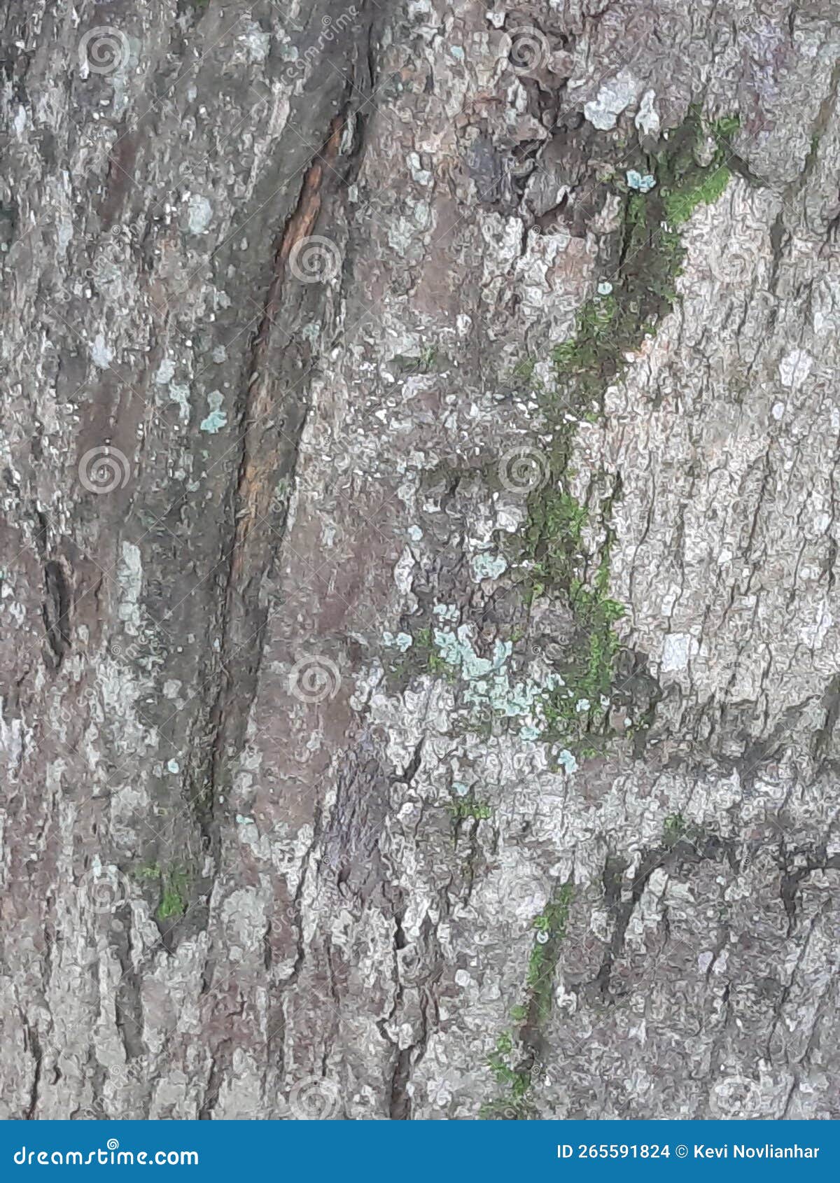 Skin Tree Female stock photo. Image of nature, female - 265591824