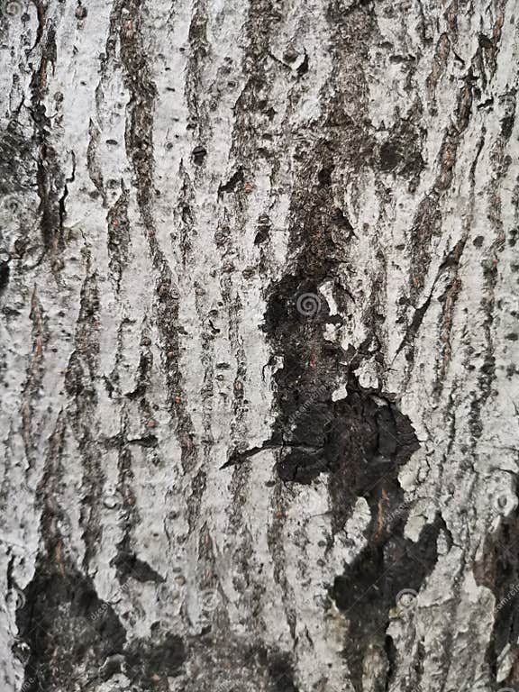 Skin of tree stock image. Image of pattern, skin, original - 172652481