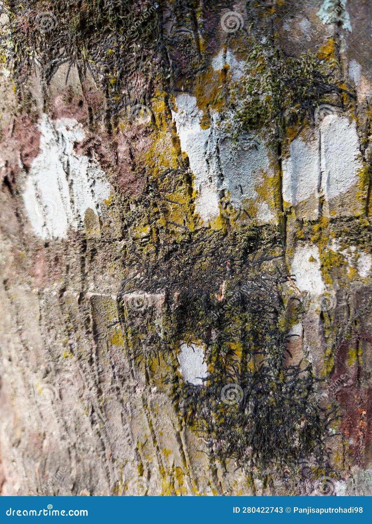 Skin of Tree in the Morning Stock Image - Image of bark, nature: 280422743