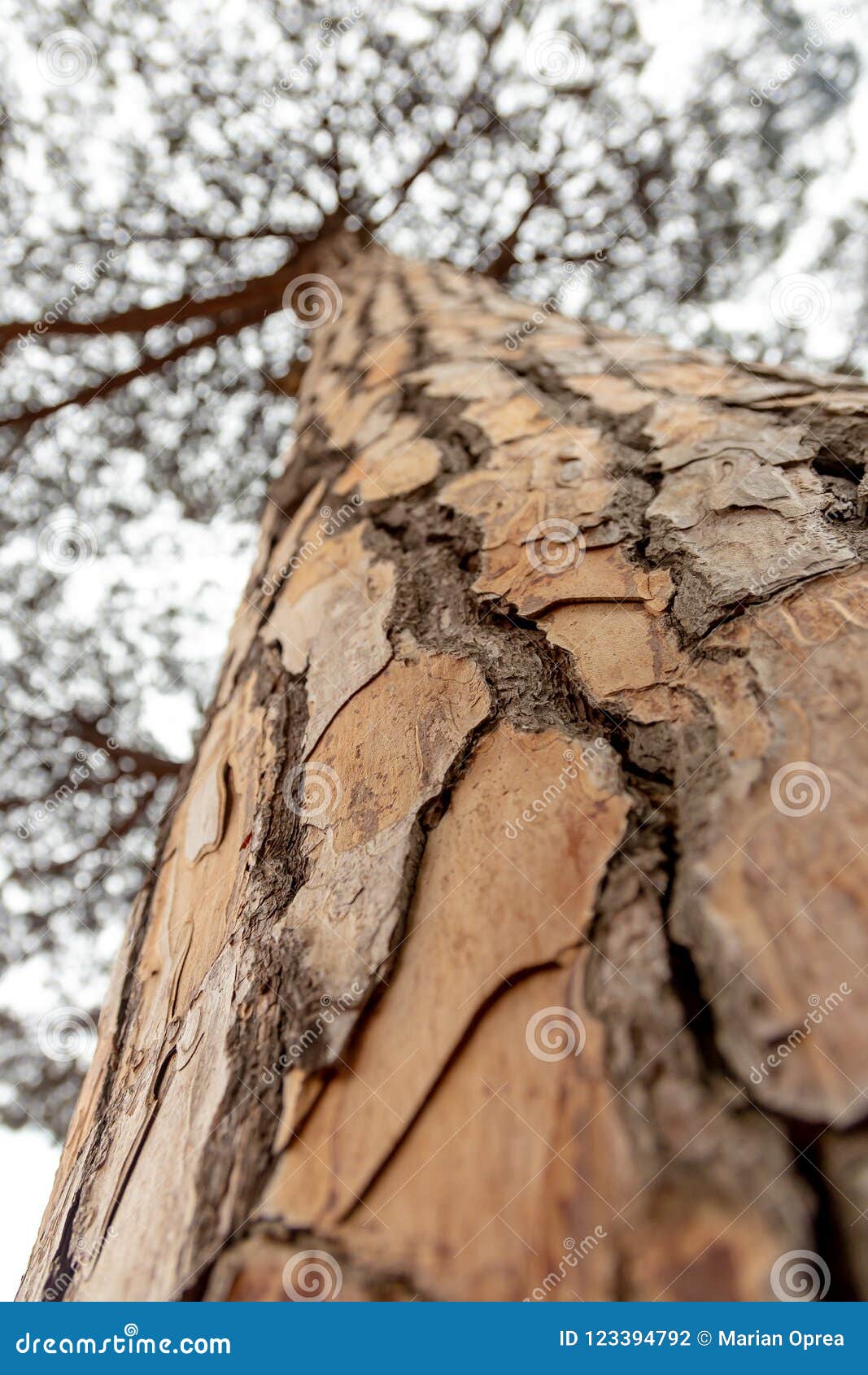 Skin of tree stock photo. Image of italy, good, sorrento - 123394792