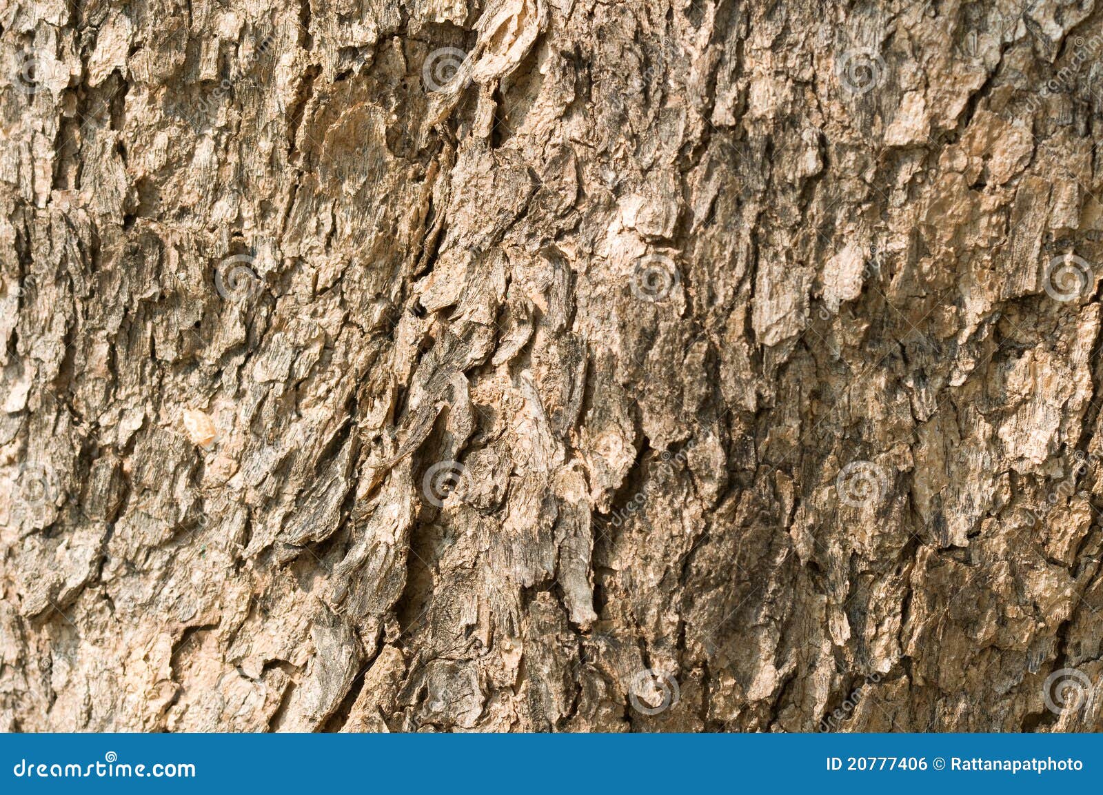 Skin of Tree Texture Close Up Stock Photo - Image of detail, cork: 20777406