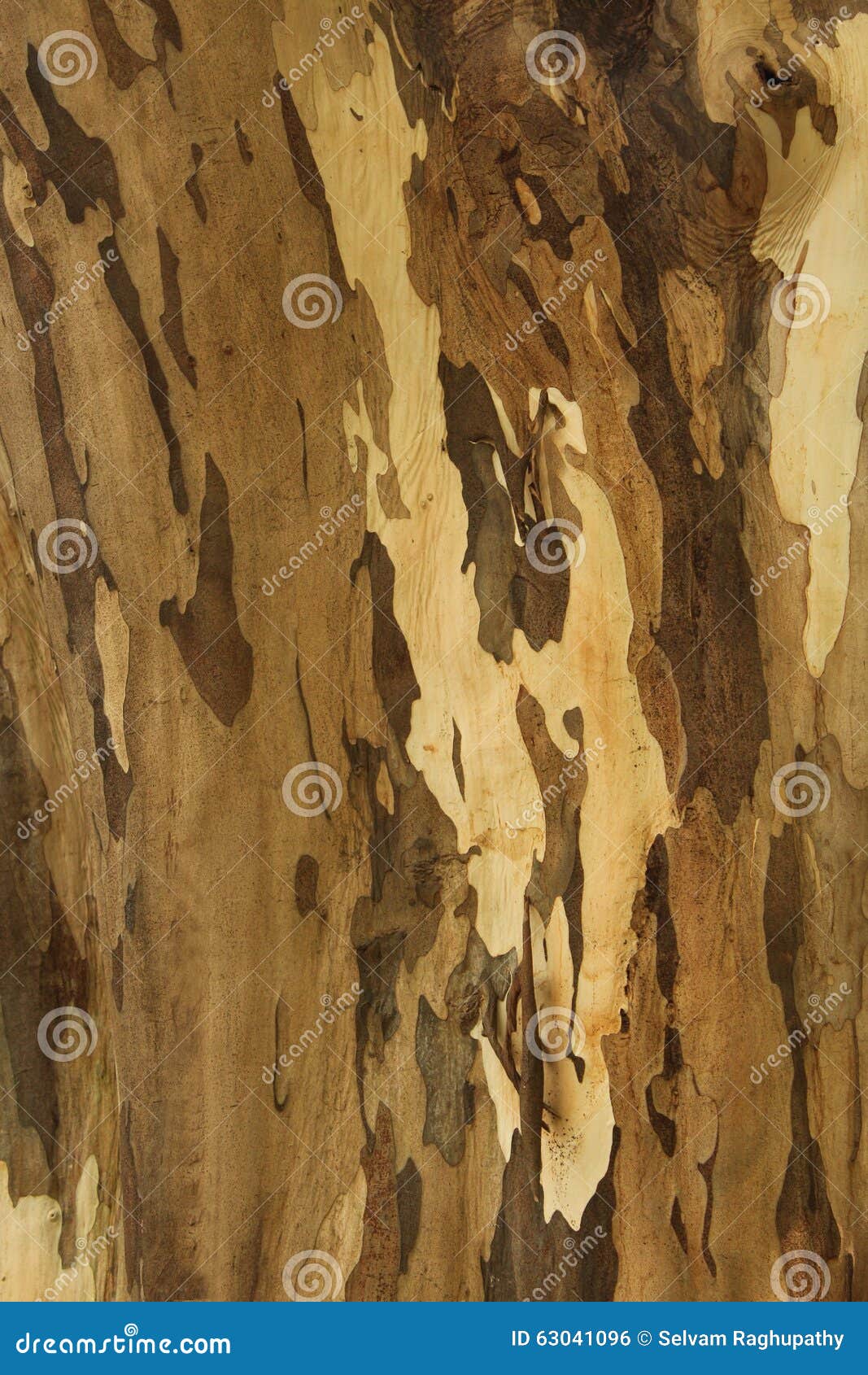 Skin of tree texture stock photo. Image of bark, macro - 63041096