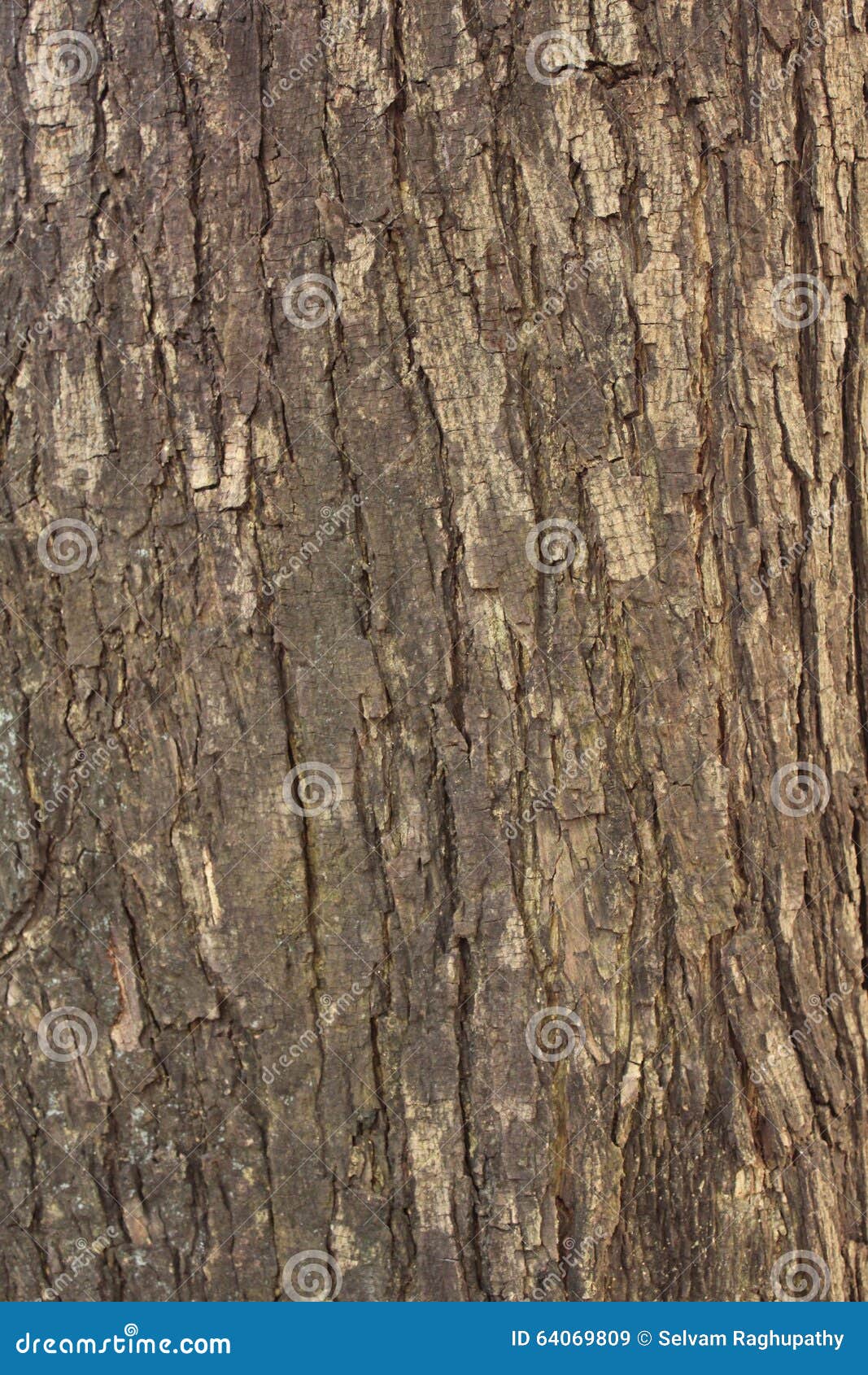 Skin of tree texture stock image. Image of aging, material - 64069809