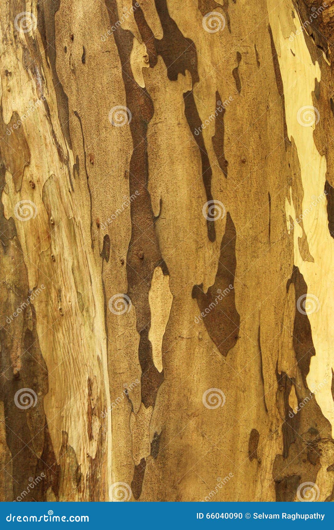 Skin of tree texture stock photo. Image of design, material - 66040090