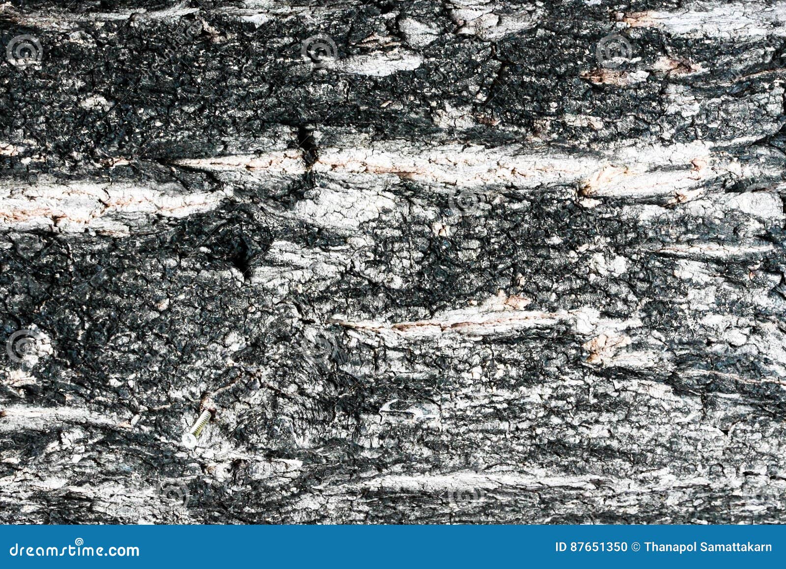 Skin of tree stock photo. Image of wood, environmental - 87651350