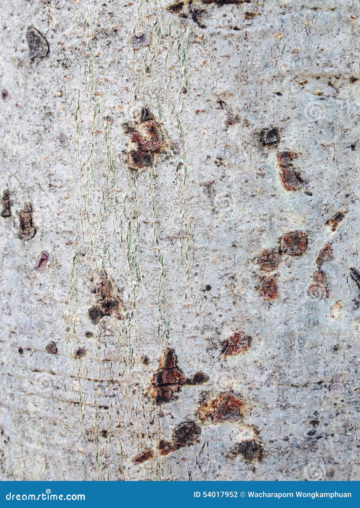 Skin of tree stock photo. Image of skin, texture, brown - 54017952