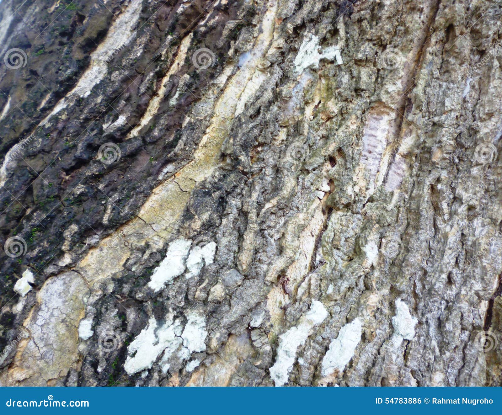 Skin of Tree Texture stock photo. Image of park, blue - 54783886