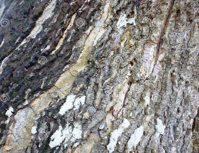 Skin of Tree Texture stock photo. Image of park, blue - 54783886