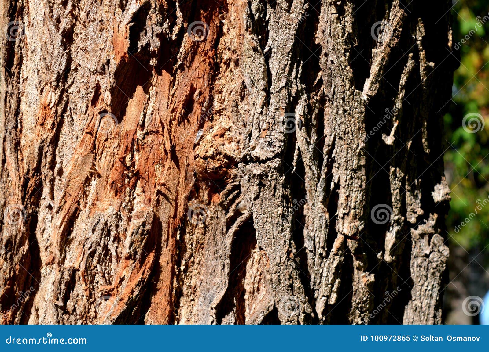 The Skin of the Tree. Unique Nature Stock Image - Image of material ...