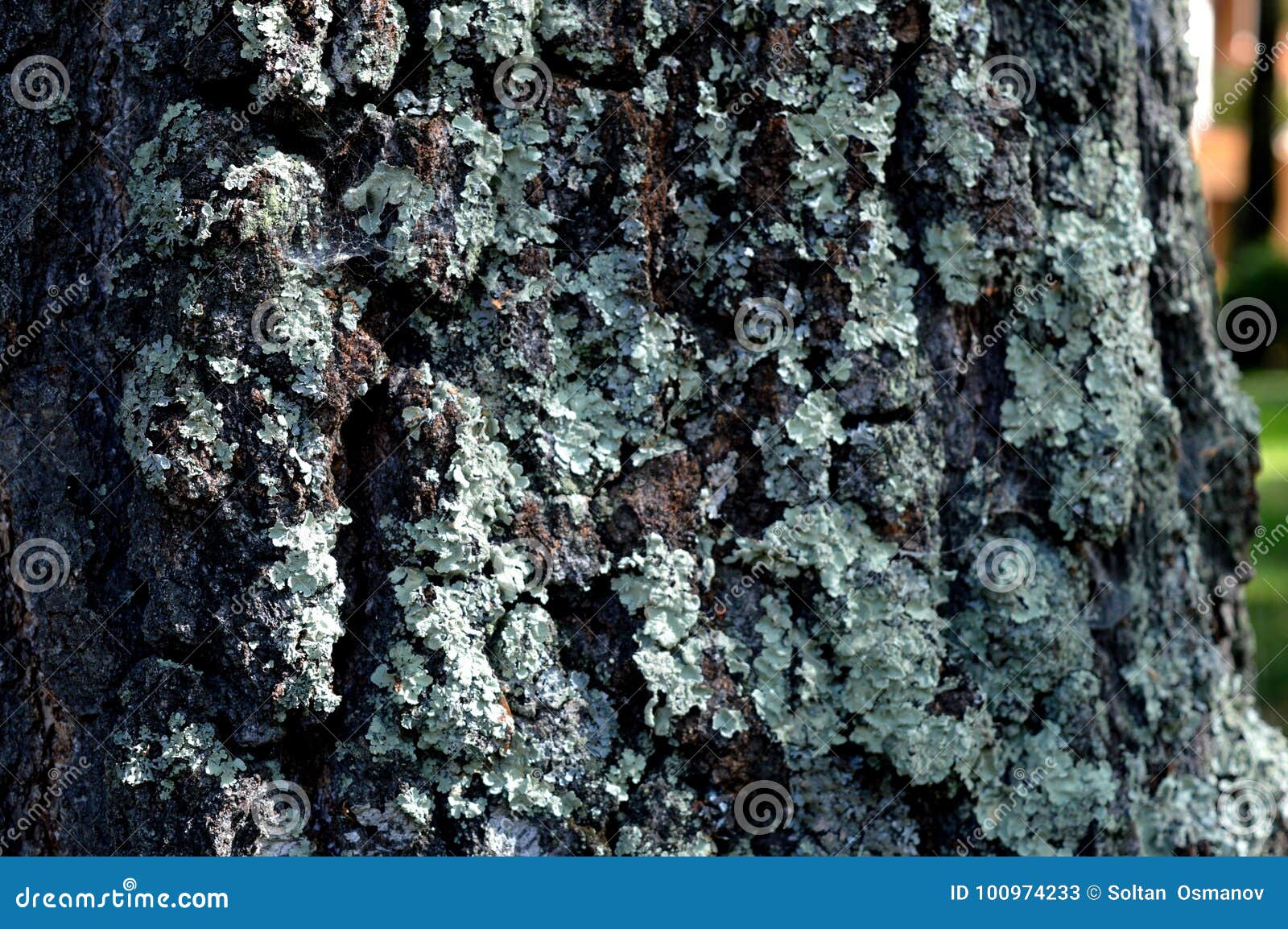 The Skin of the Tree. Unique Nature Stock Image - Image of lumber ...