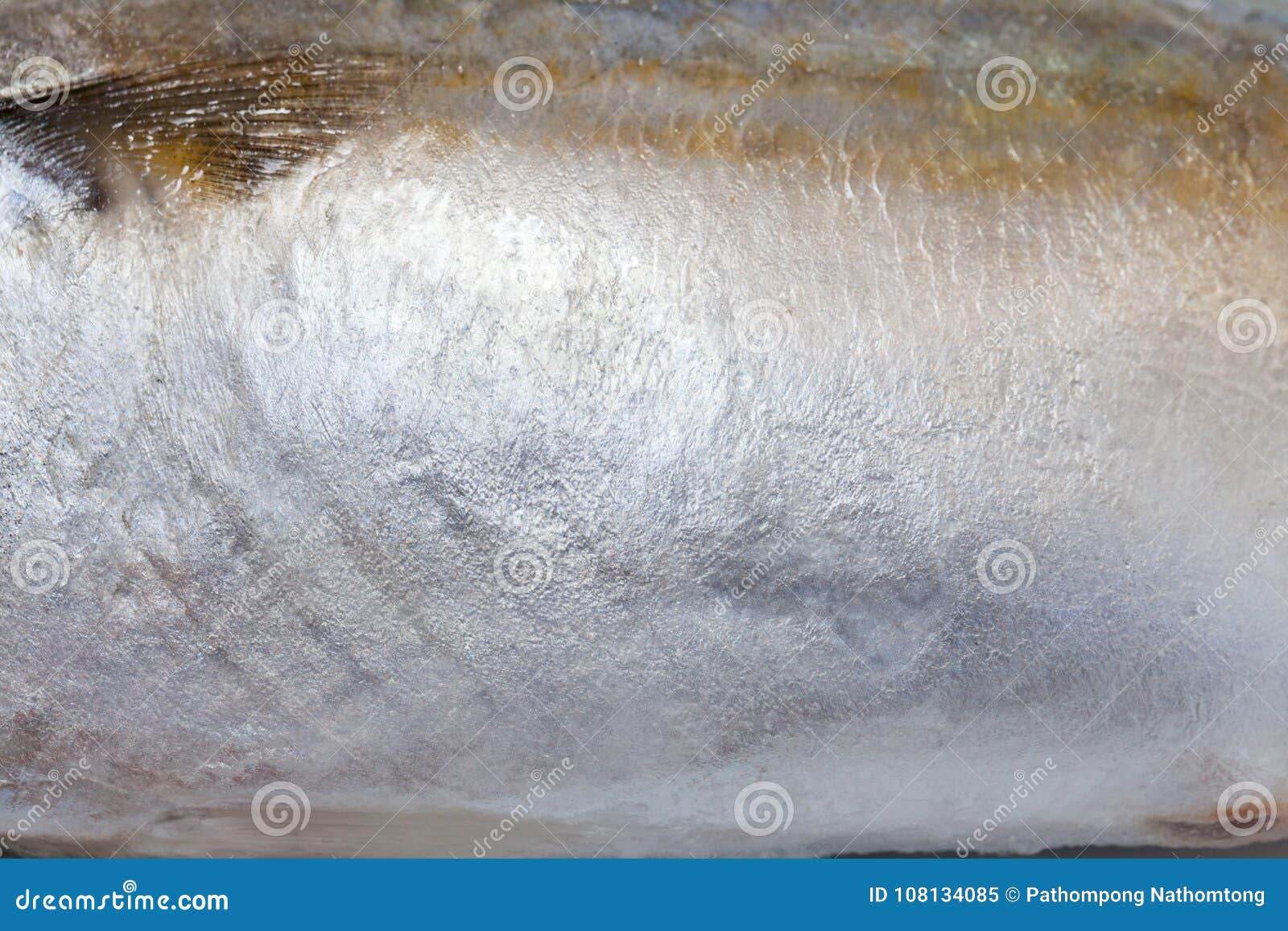 Skin of tuna fish stock image. Image of ocean, silver - 108134085