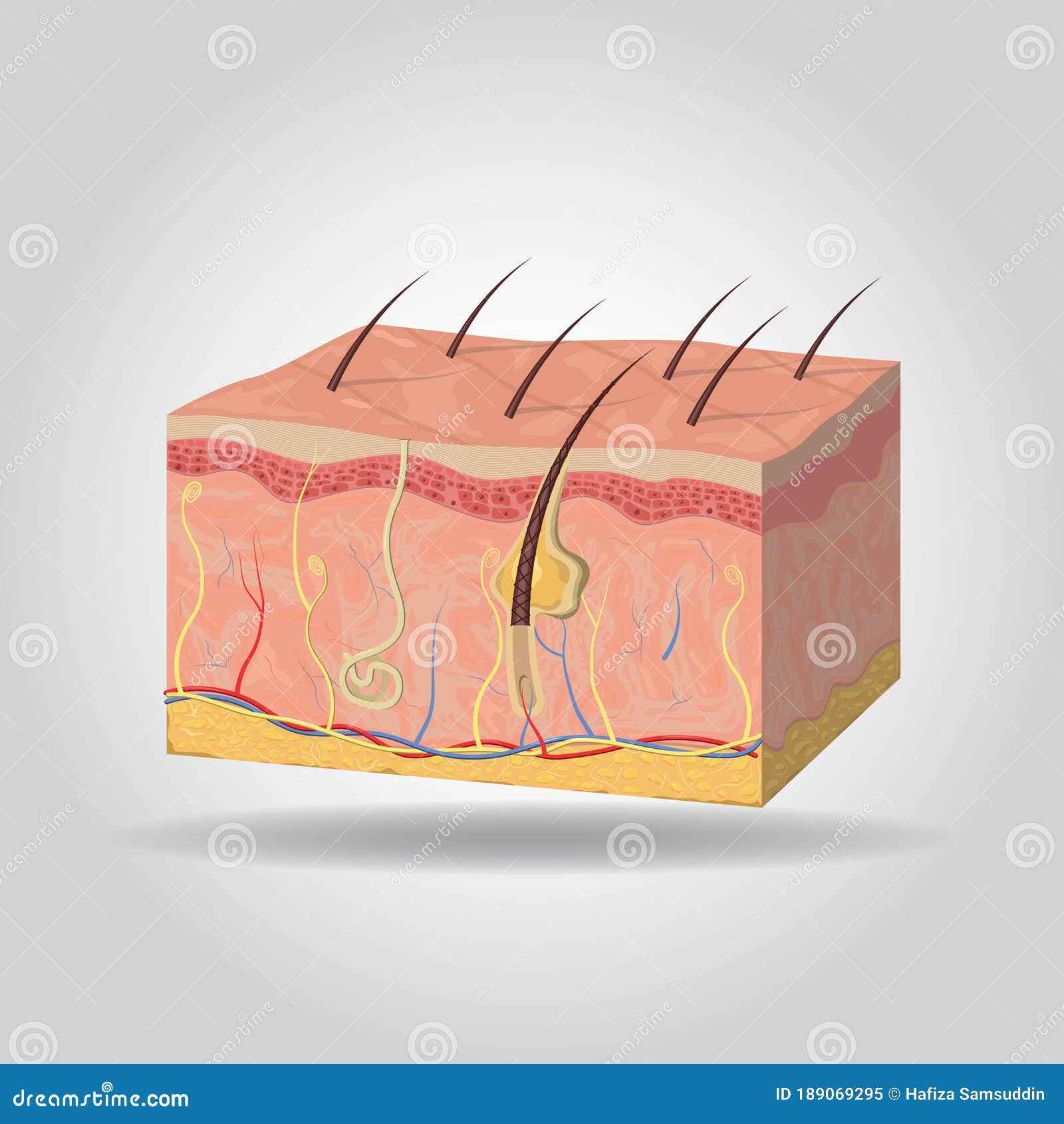 Skin. Vector Illustration Decorative Design Stock Vector - Illustration ...