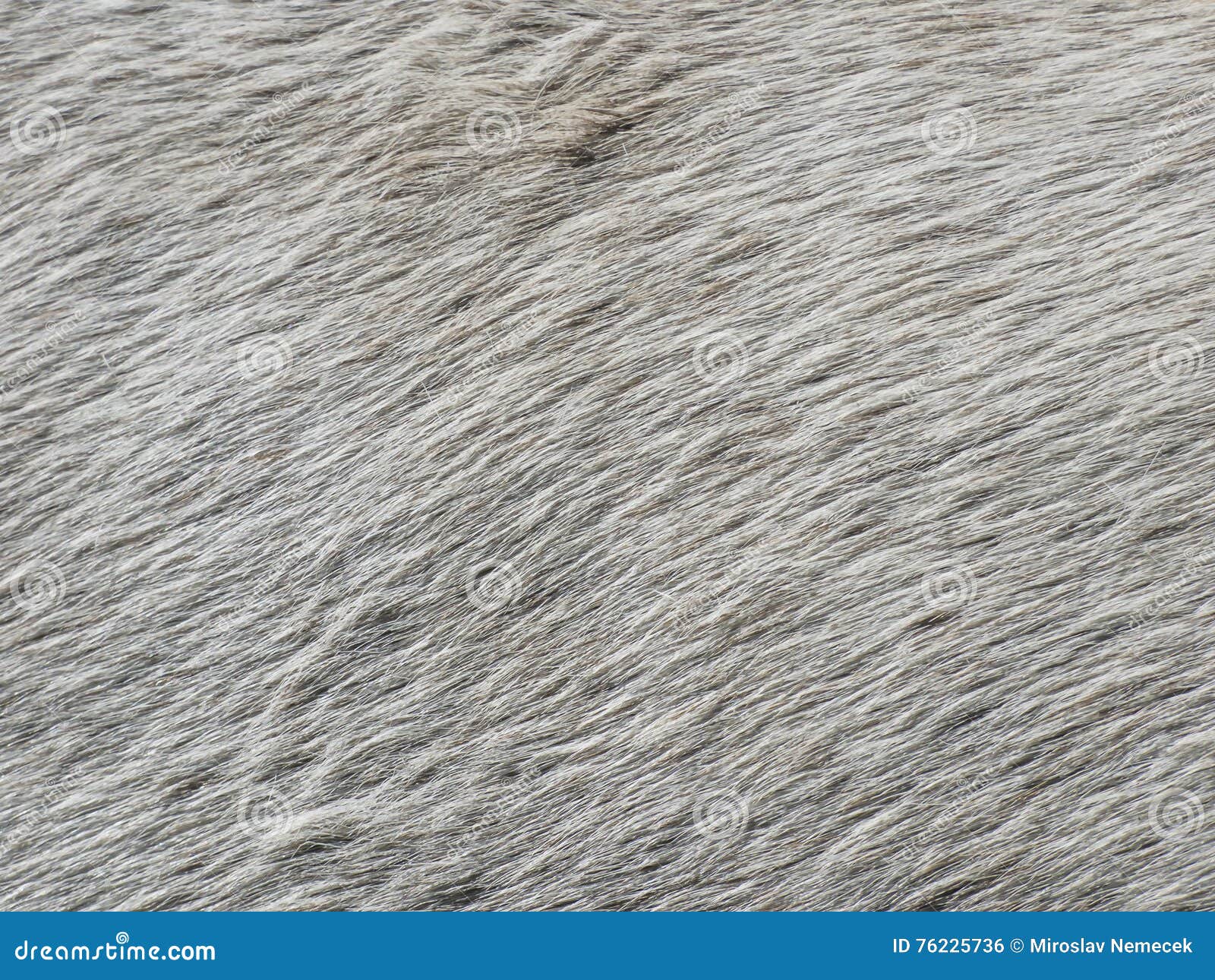 Horse Texture Stock Photography | CartoonDealer.com #24635000