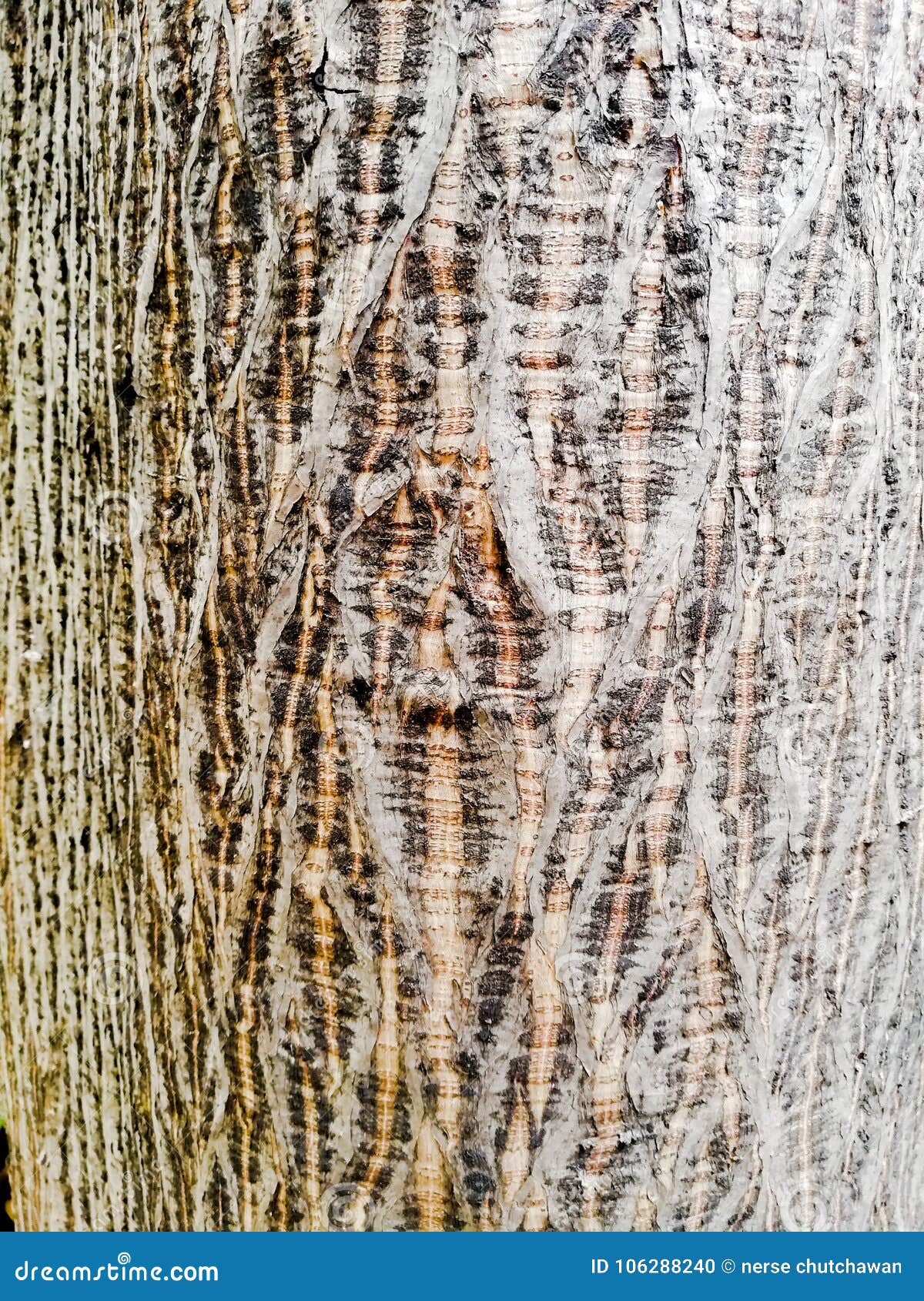 Long tree stock photo. Image of wood, long, tree, texture - 106288240