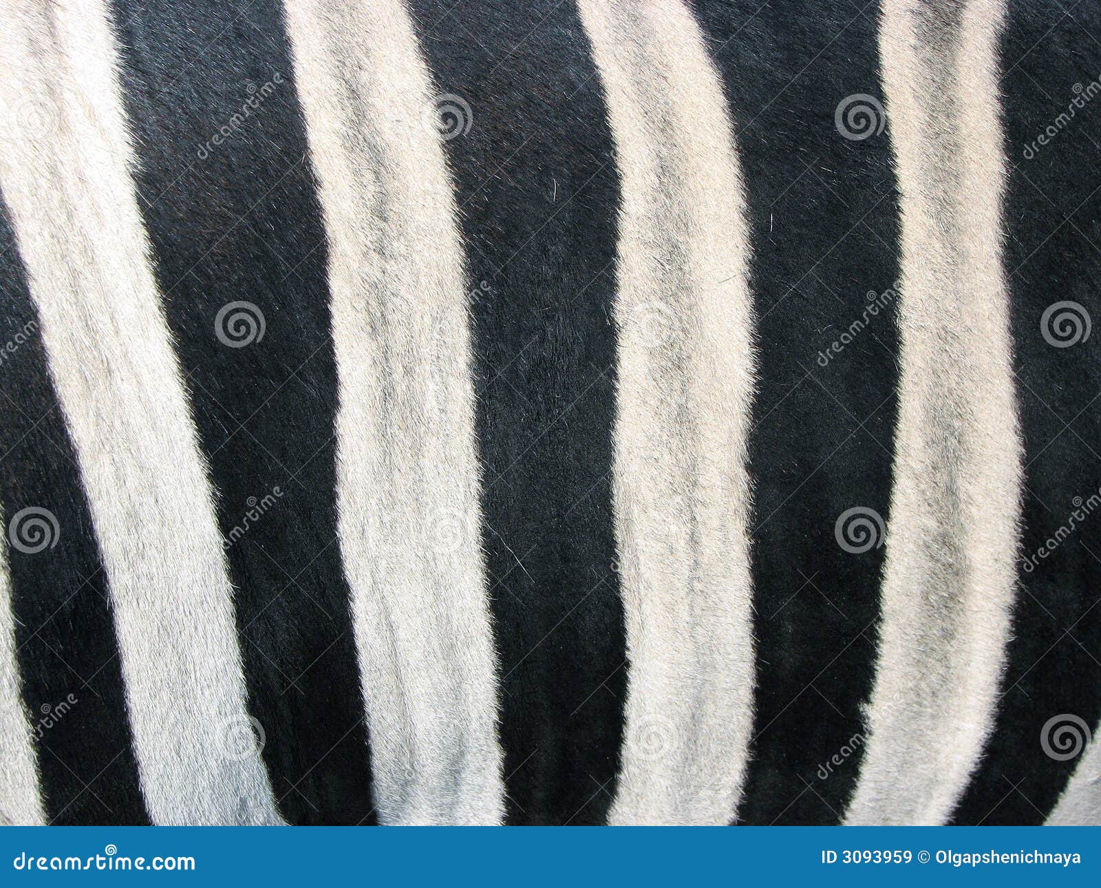 Skin of a zebra stock image. Image of background, nature - 3093959