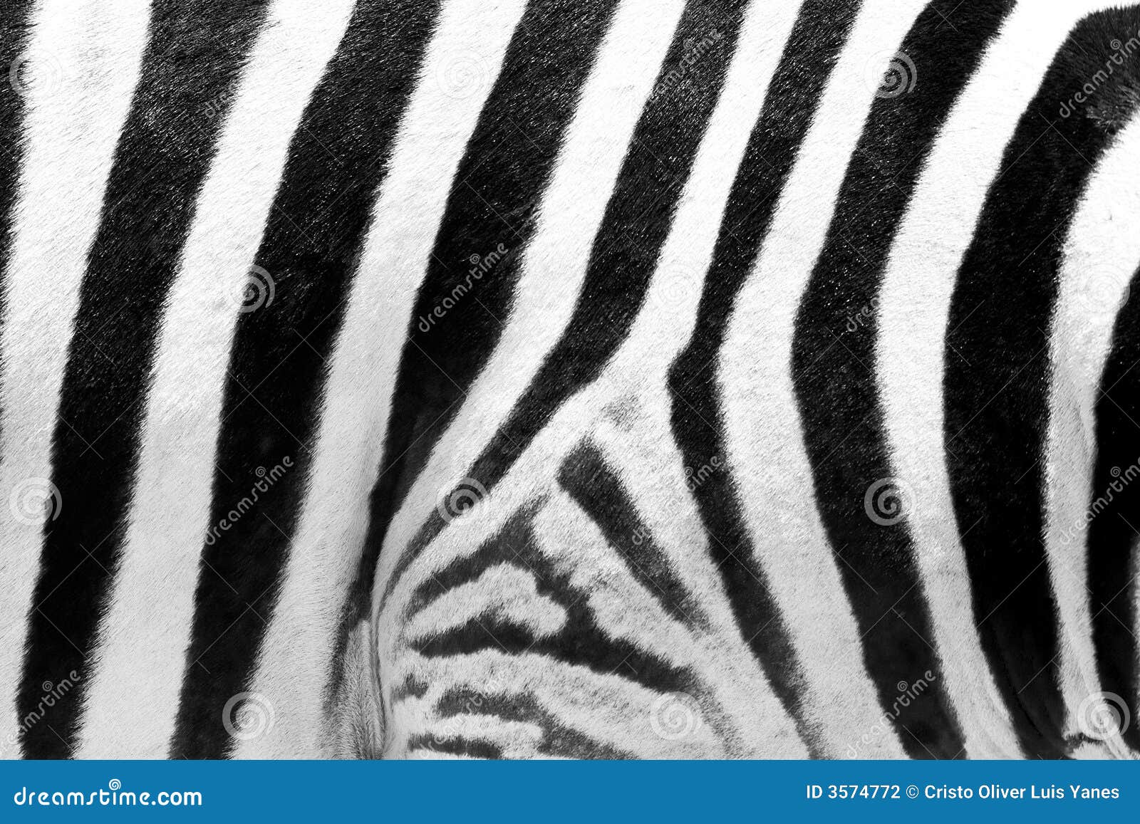 Skin of zebra stock photo. Image of black, africa, skin - 3574772