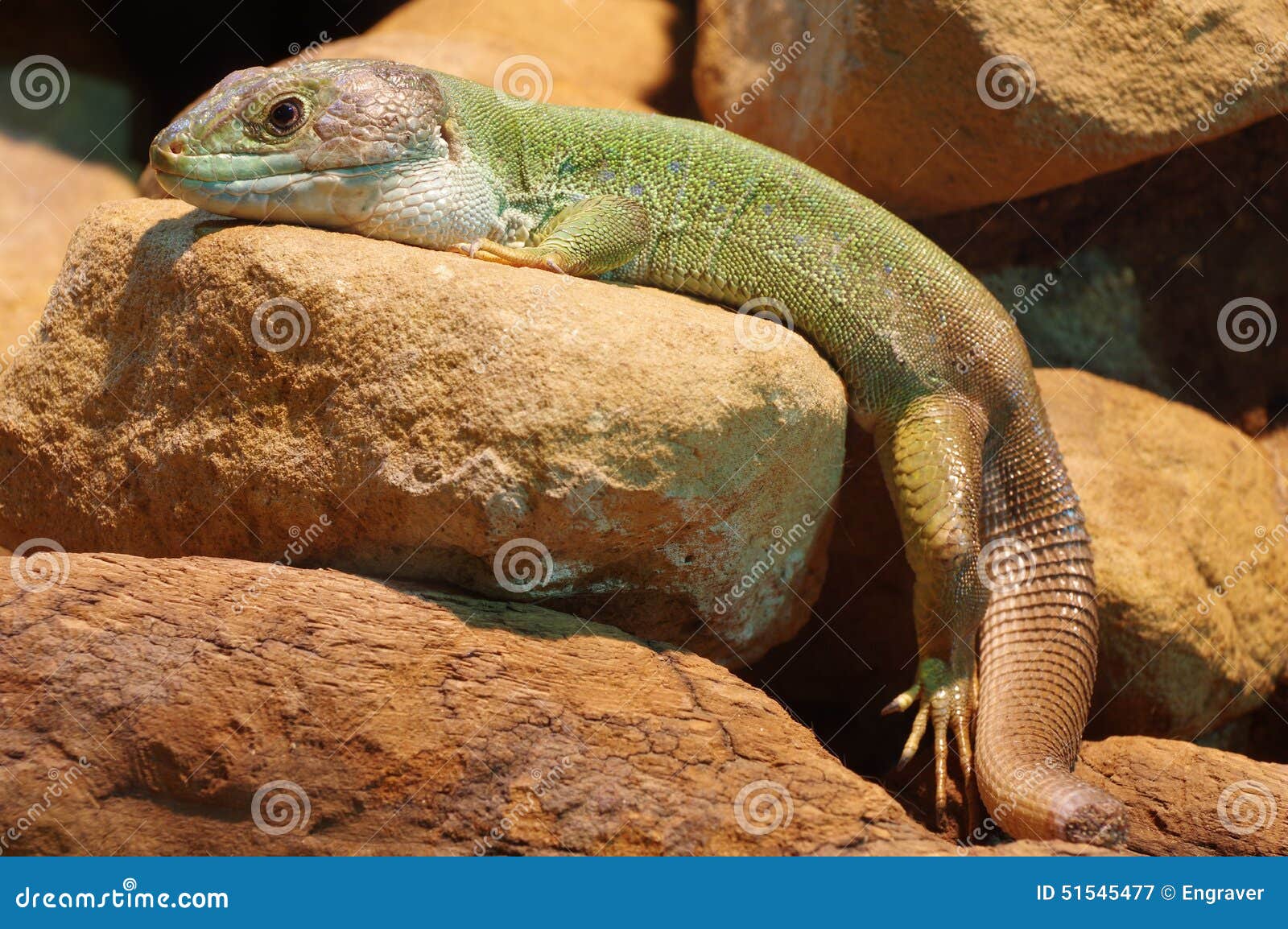 Skink animals lizards stock image. Image of wildlife - 51545477