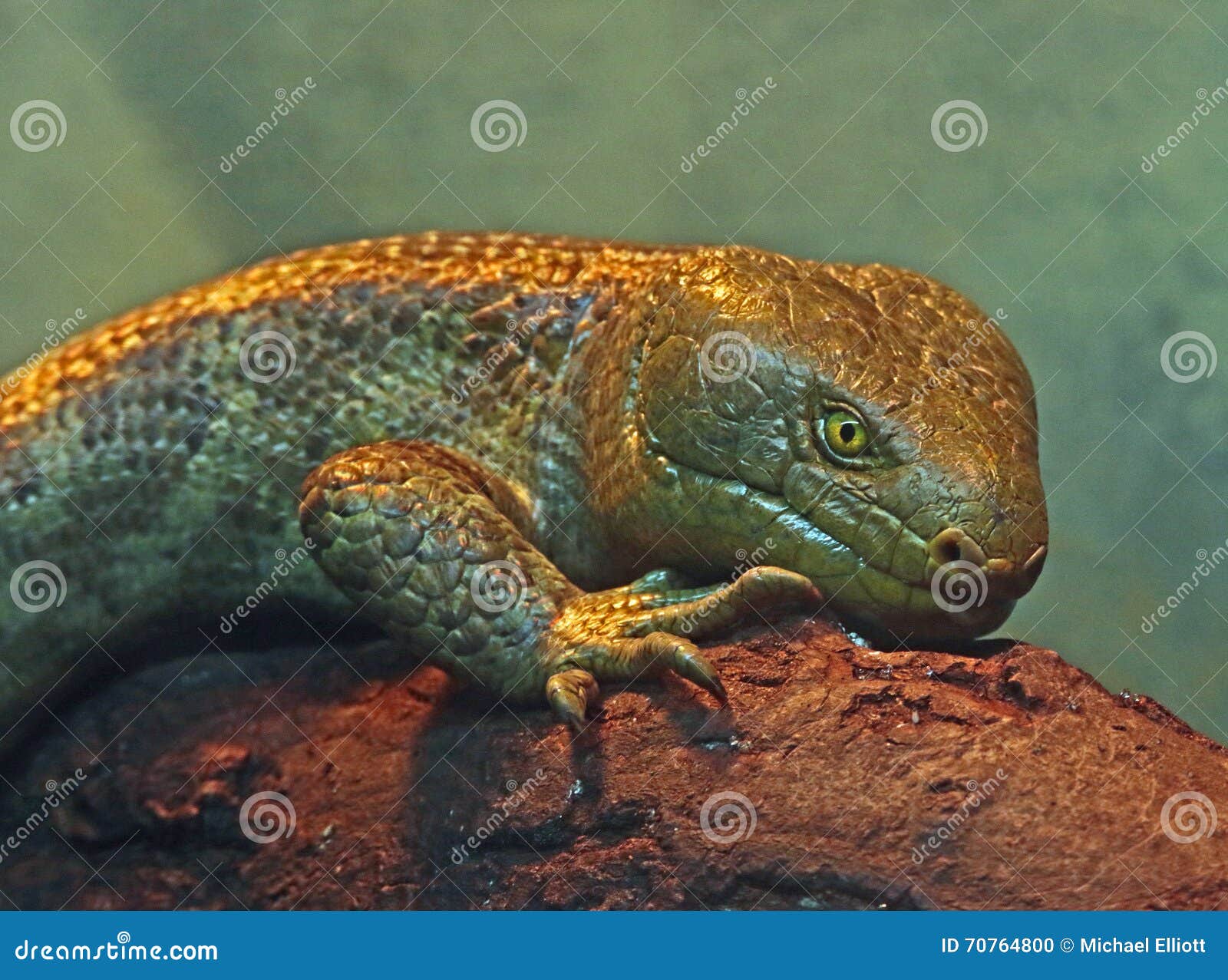 Skink stock photo. Image of distinct, burrowing, buckskinman - 70764800