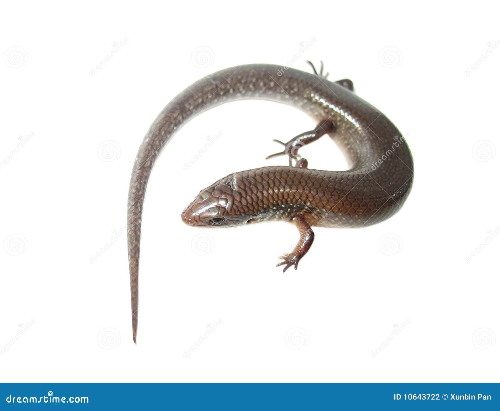 Skink lizard stock photo. Image of cold, crawling, creature - 10643722