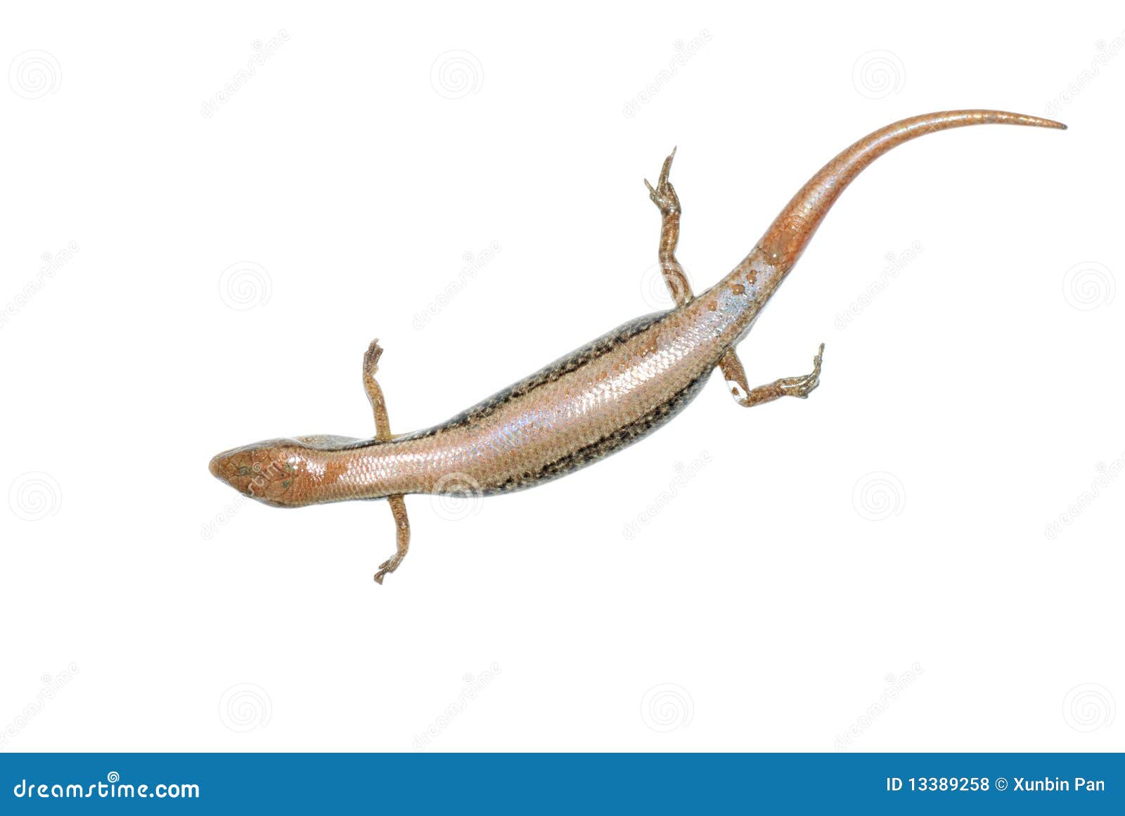 Skink lizard stock photo. Image of isolated, scaly, reptile - 13389258