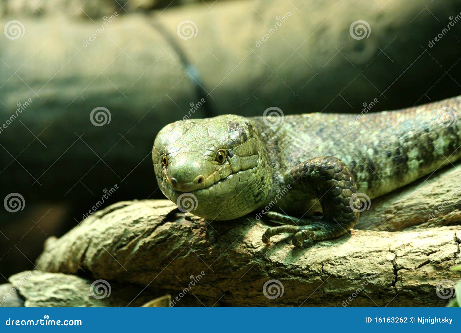 Skink Lizard stock photo. Image of broad, crawling, skink - 16163262