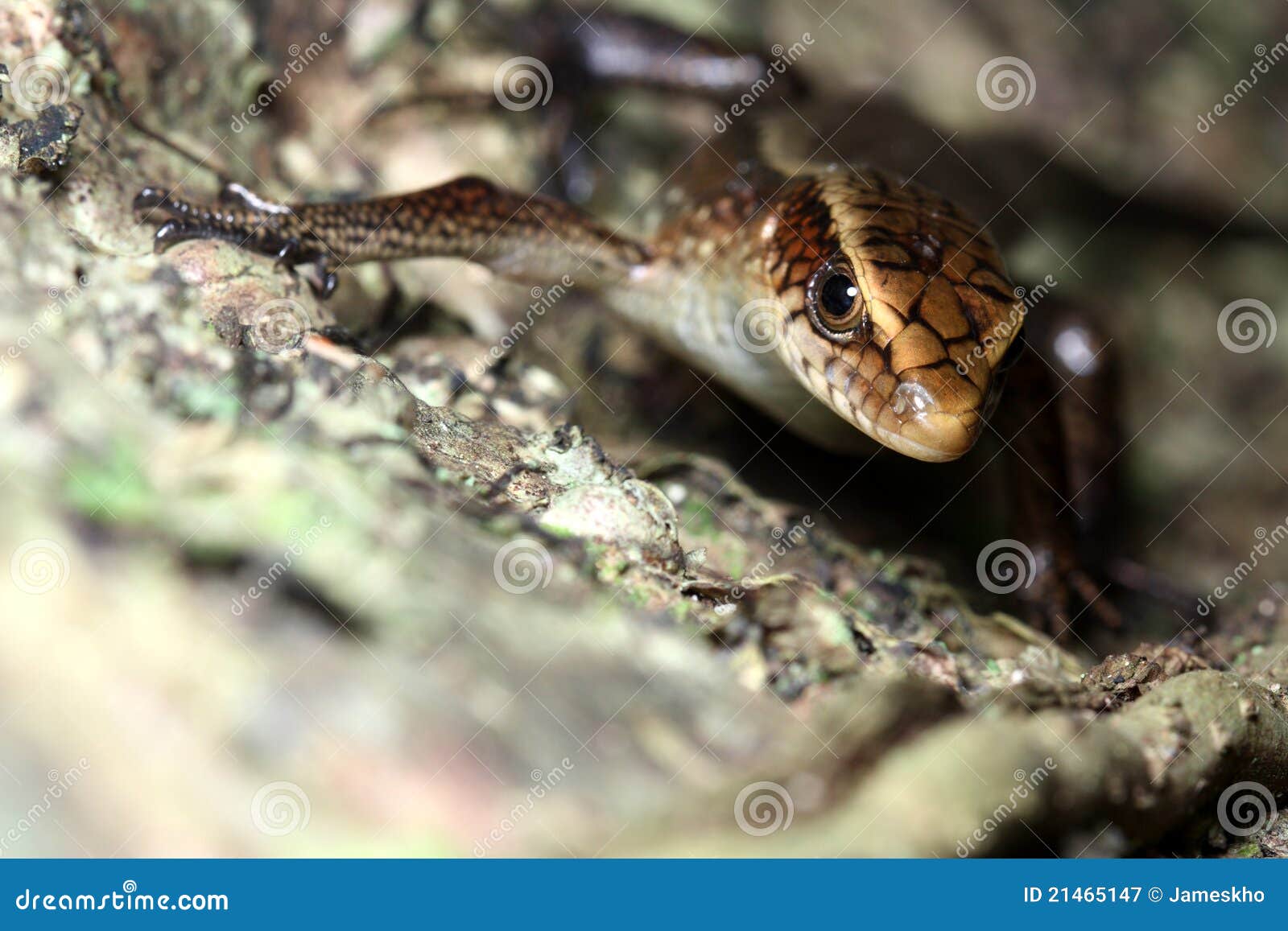 Skink Lizard - Family Scincidae Stock Image - Image of pose, skink ...
