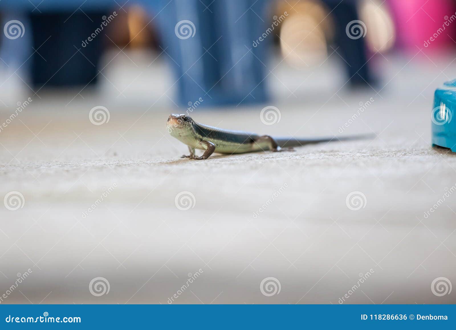 An skink lizard stock photo. Image of tropical, tail - 118286636
