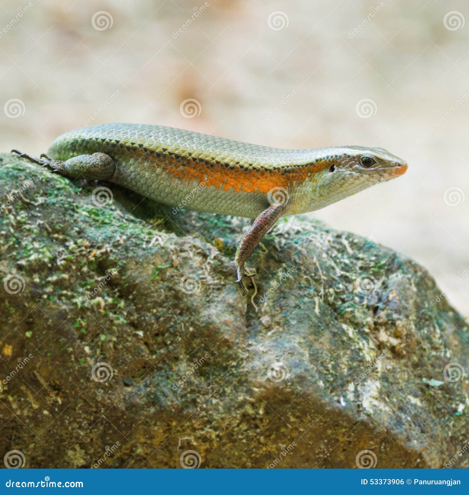 Skink stock photo. Image of wildlife, reptile, colorful - 53373906
