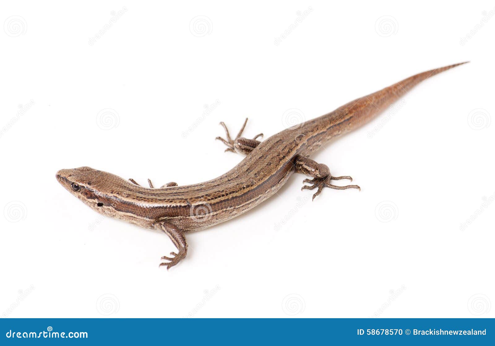 Skink stock photo. Image of striped, wildlife, animal - 58678570