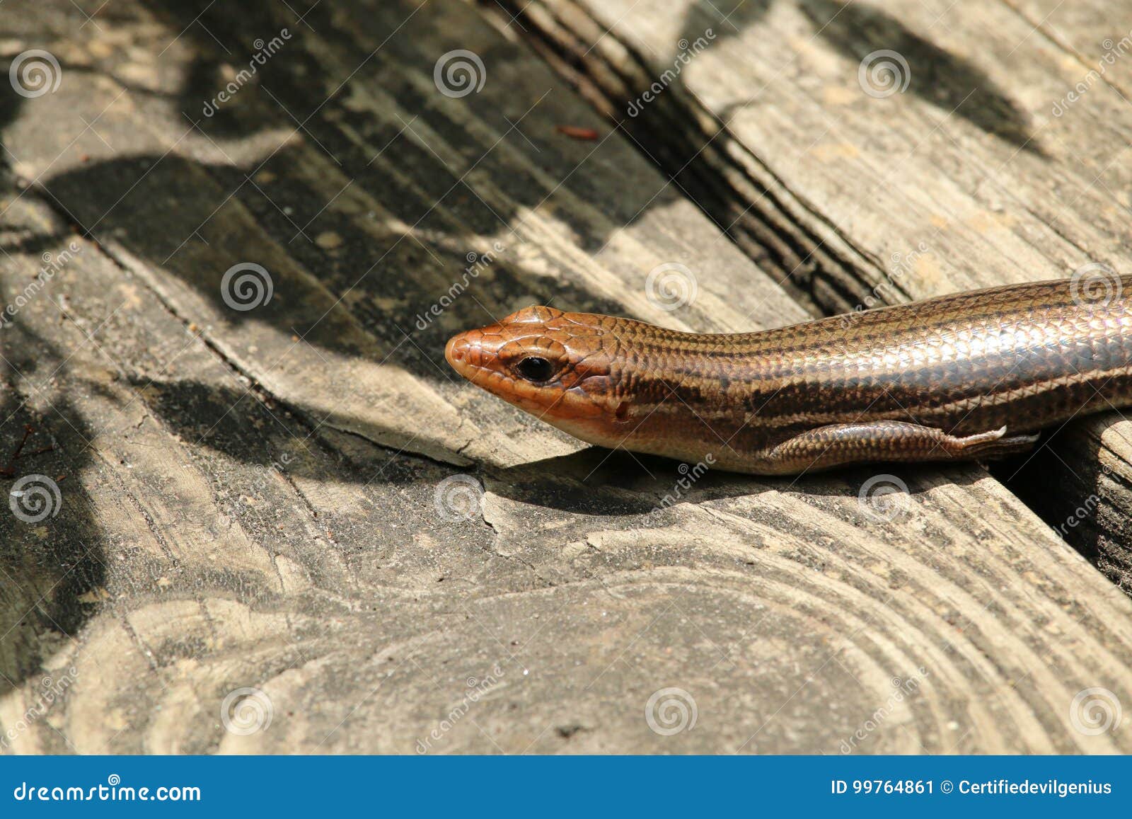 Five Lined Skink Lizard stock image. Image of boardwalk - 99764861