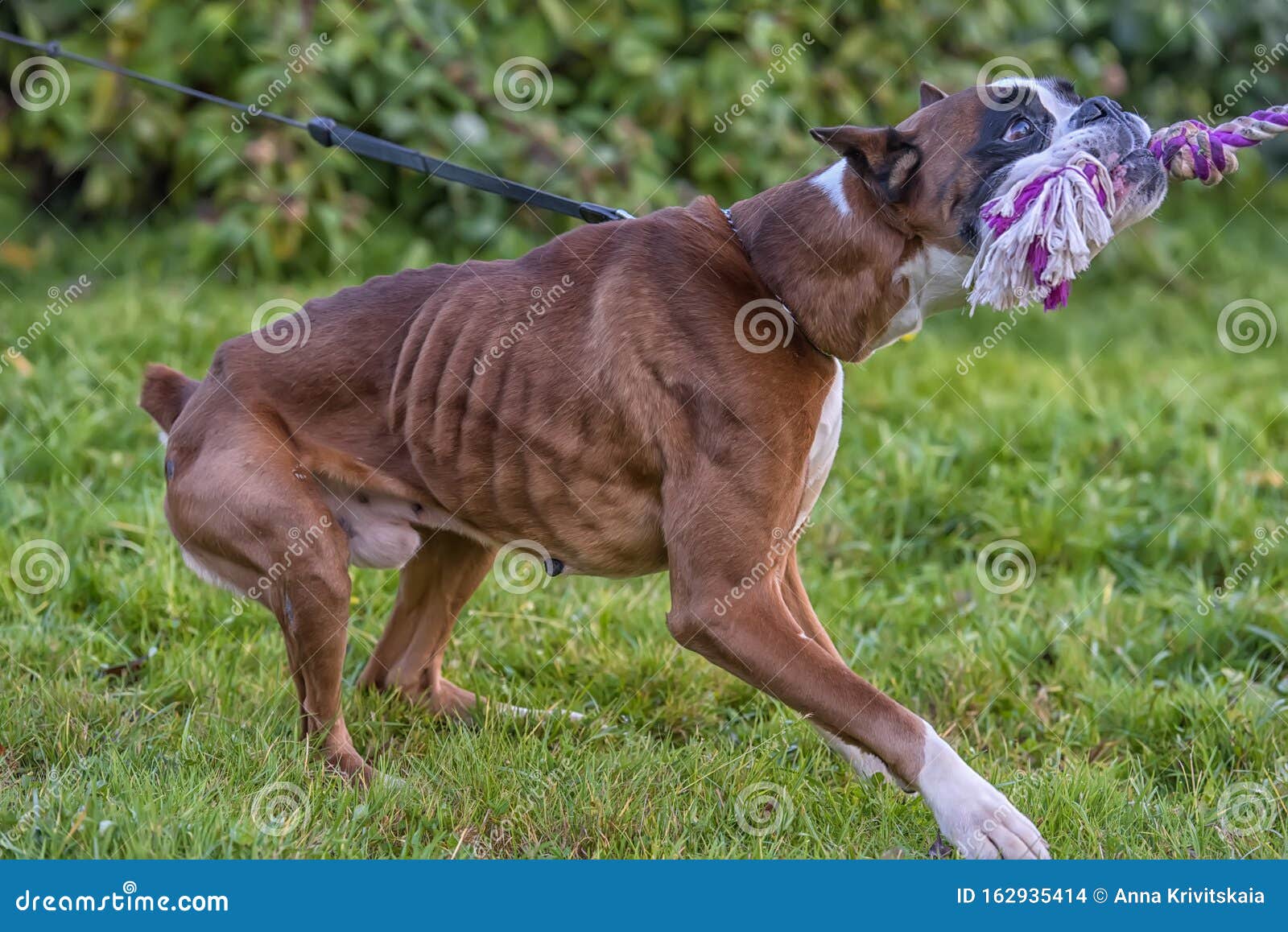 Are Boxers Dog Aggressive
