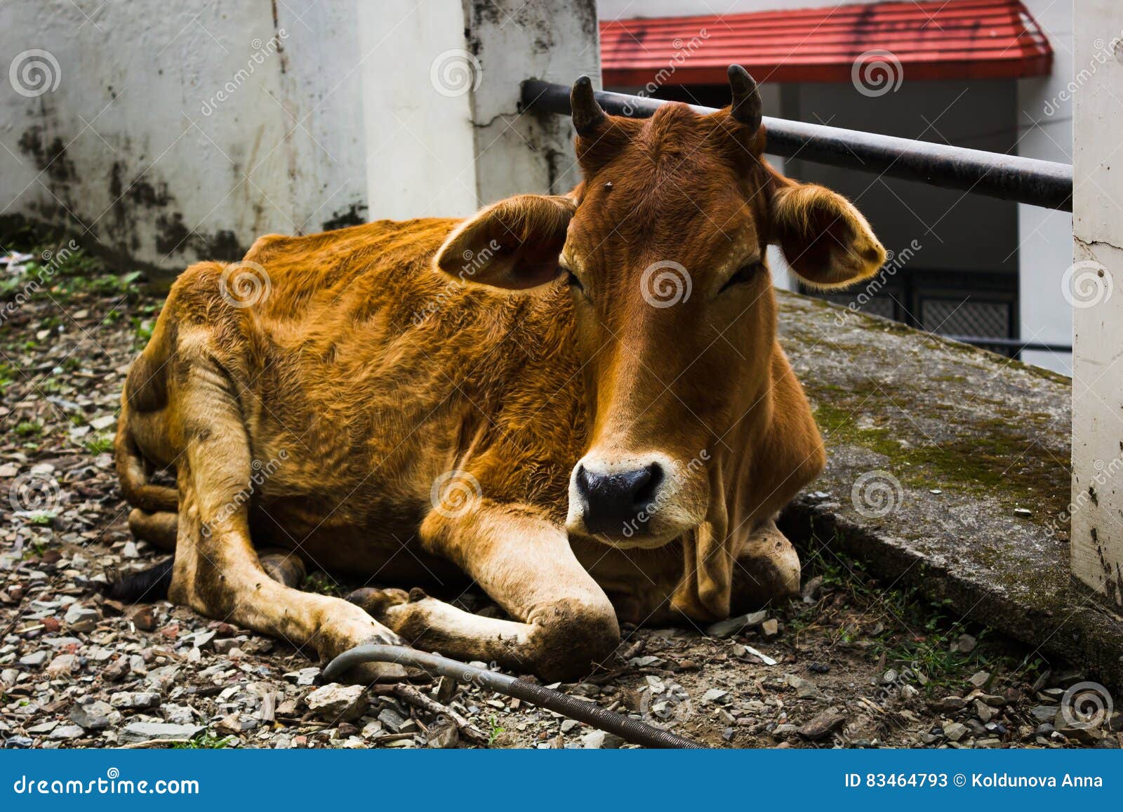 Skinny Cow Lying on the Ground Stock Image - Image of farming, asia ...