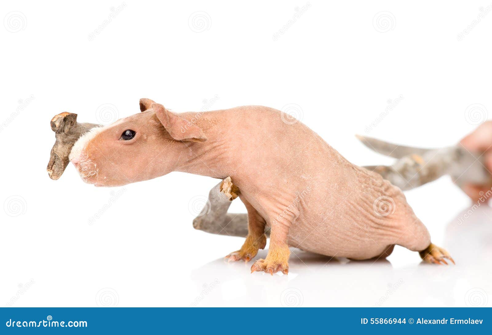 Skinny Guinea Pig Standing In Profile. Isolated On White Stock Photo ...