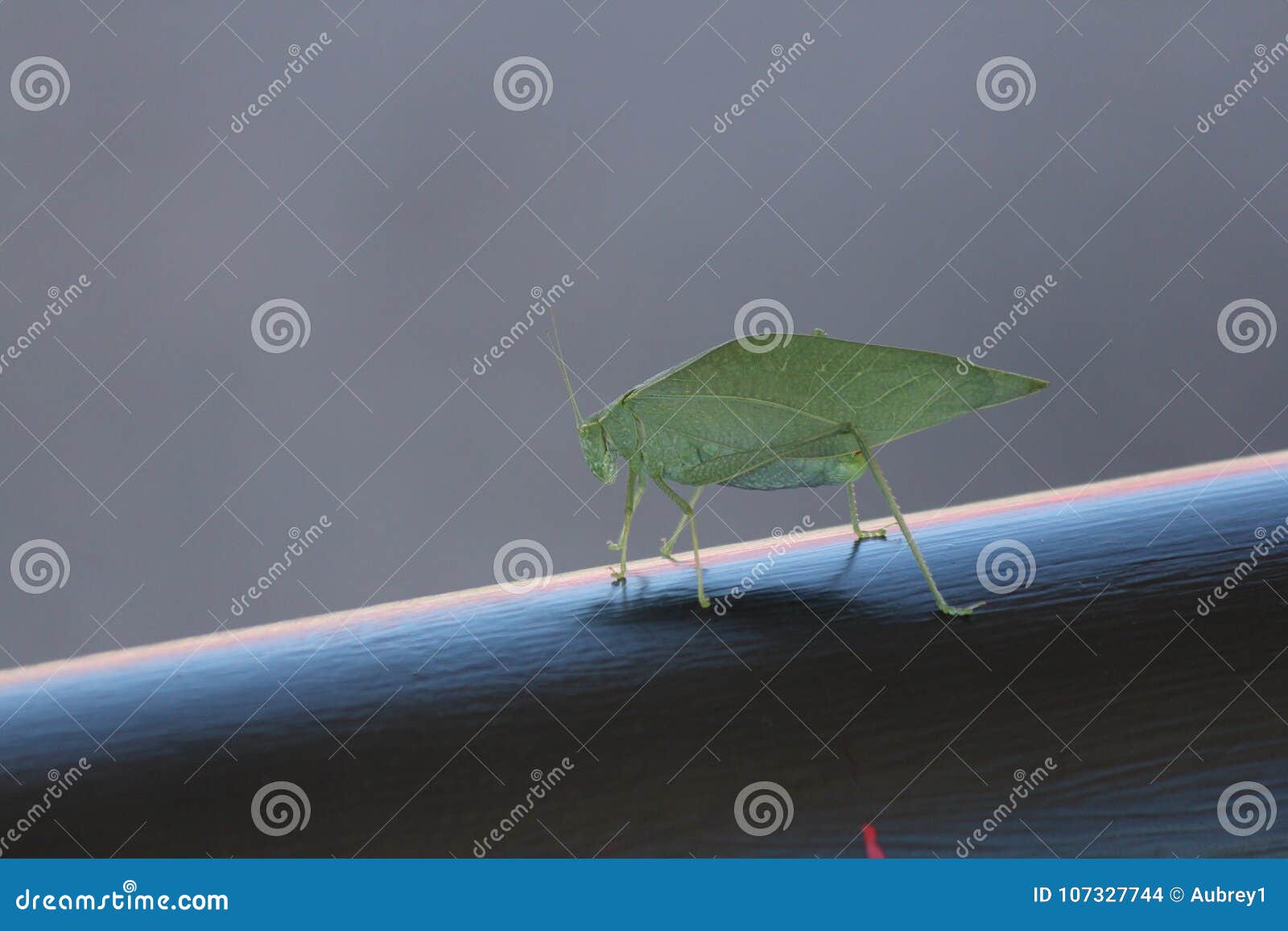 Leaf Bug stock photo. Image of animal, outdoor, skinny - 107327744
