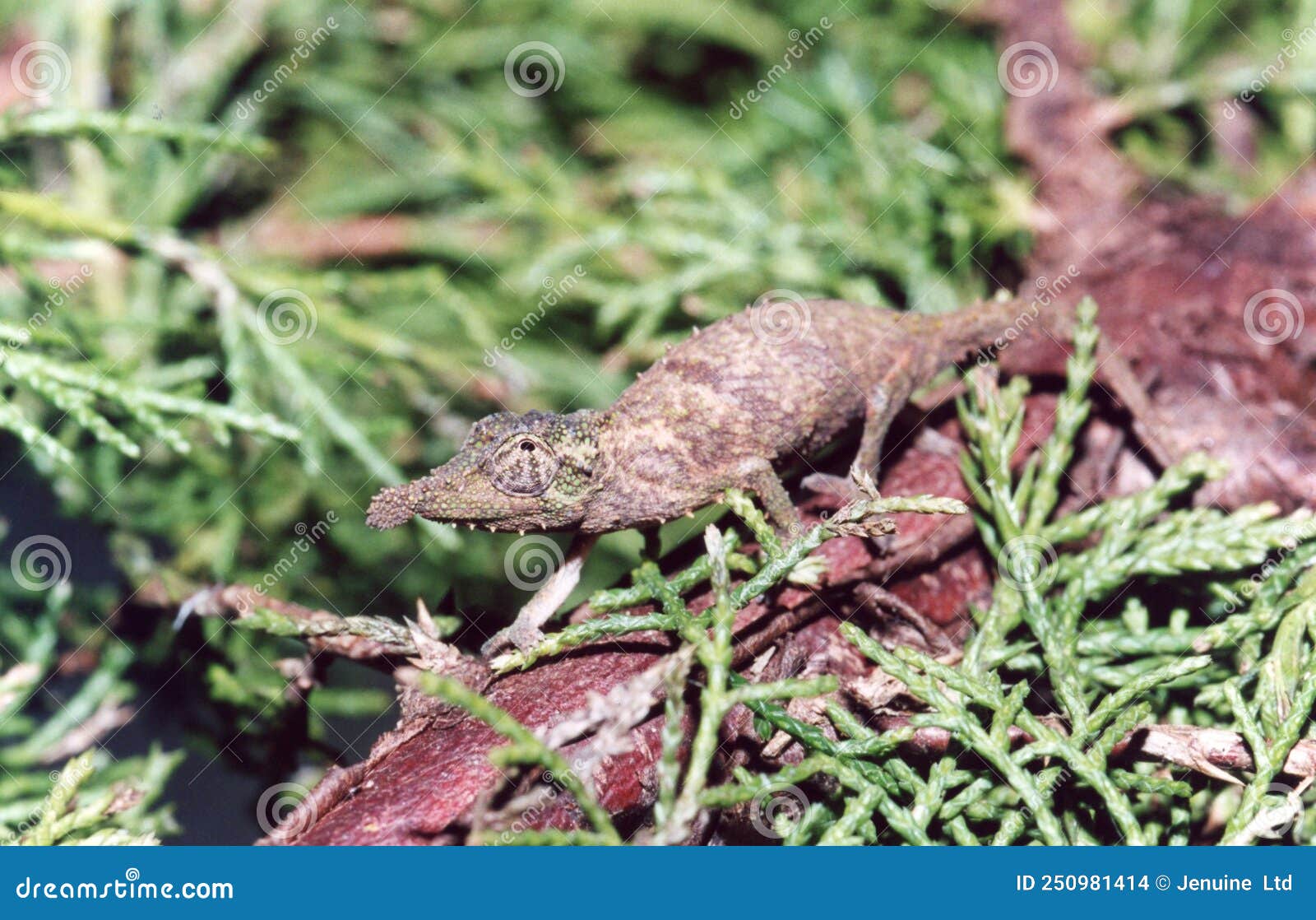 Skinny lizard on a branch stock photo. Image of germany - 250981414