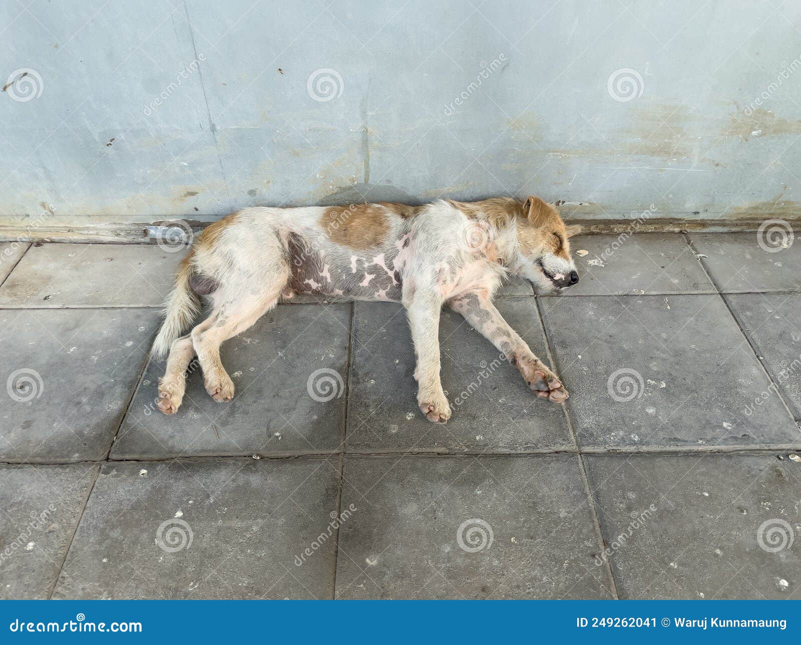 Stray Dog Lying on the Sidewalk. Stock Image - Image of skinny ...