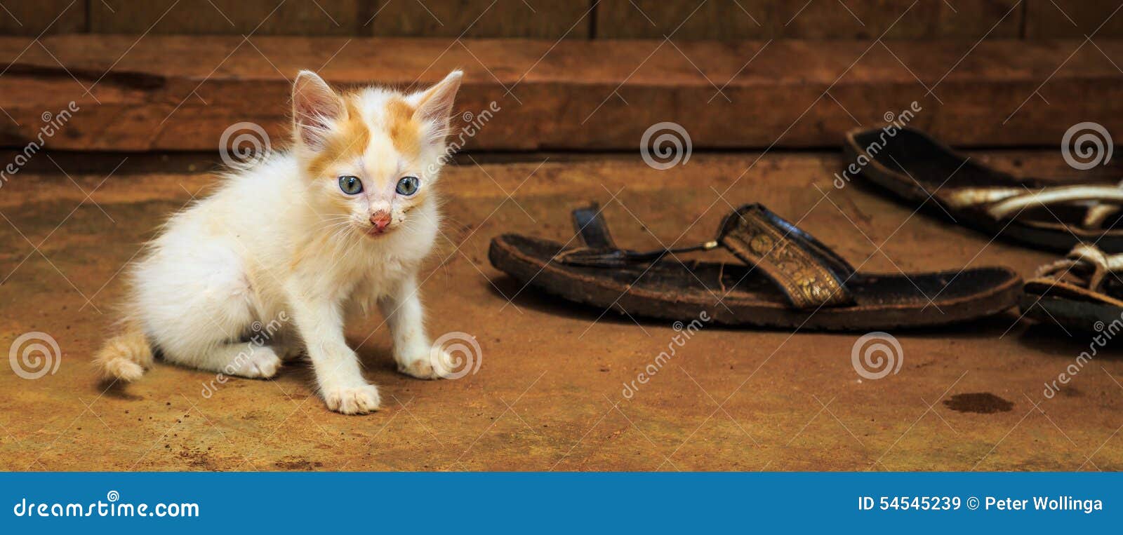 Skinny Poor Kitten Sitting on the Ground Stock Image - Image of ...