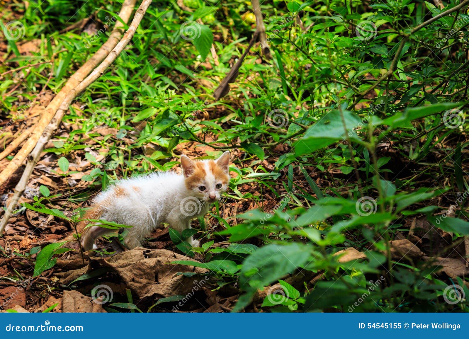Skinny Poor Kitten Walking through the Bushes Stock Image - Image of ...