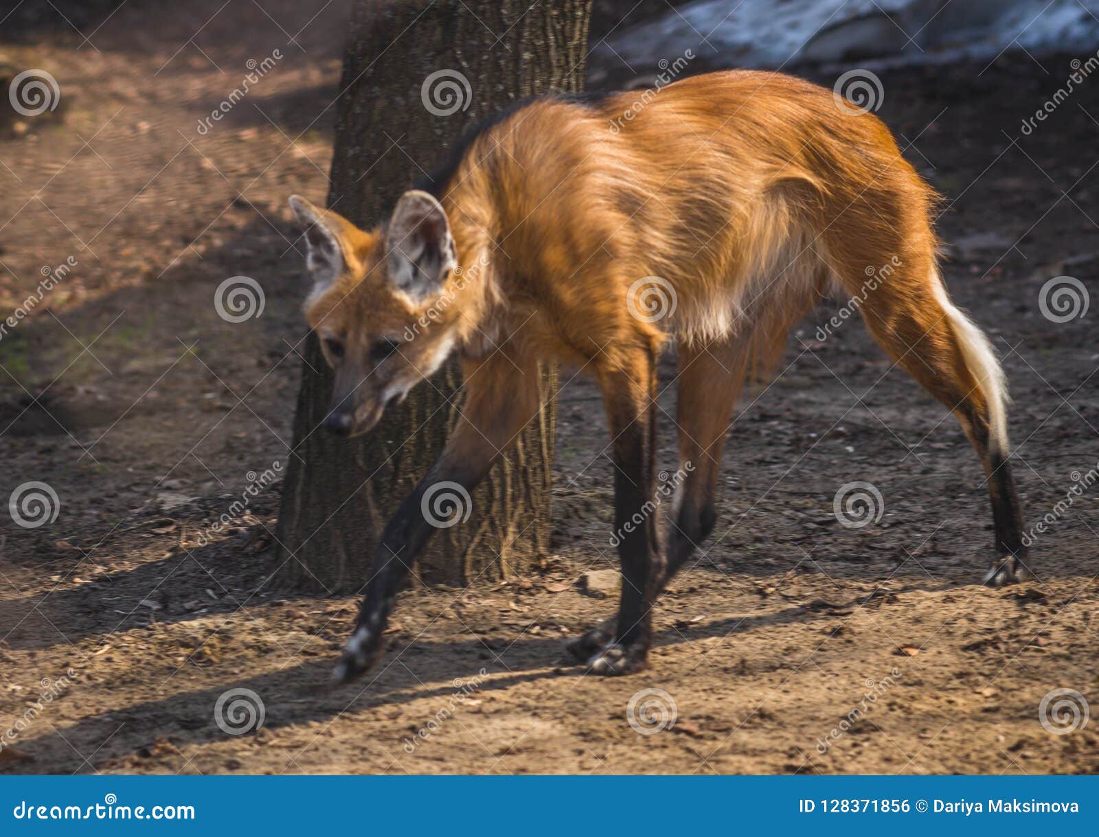 Skinny Red Fox on Long Black Legs Stock Photo - Image of single ...